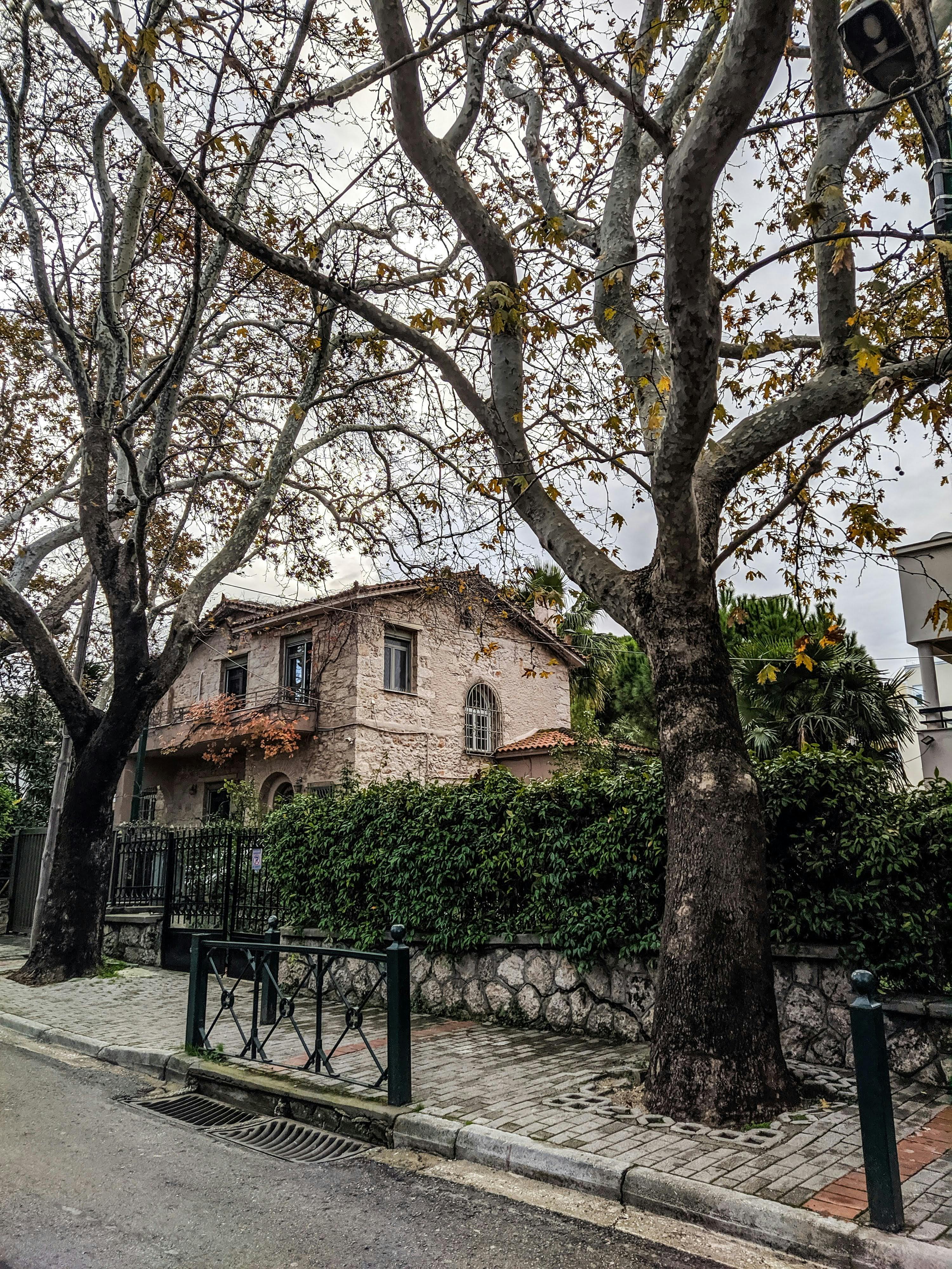 Photo of Trees on Sidewalk · Free Stock Photo