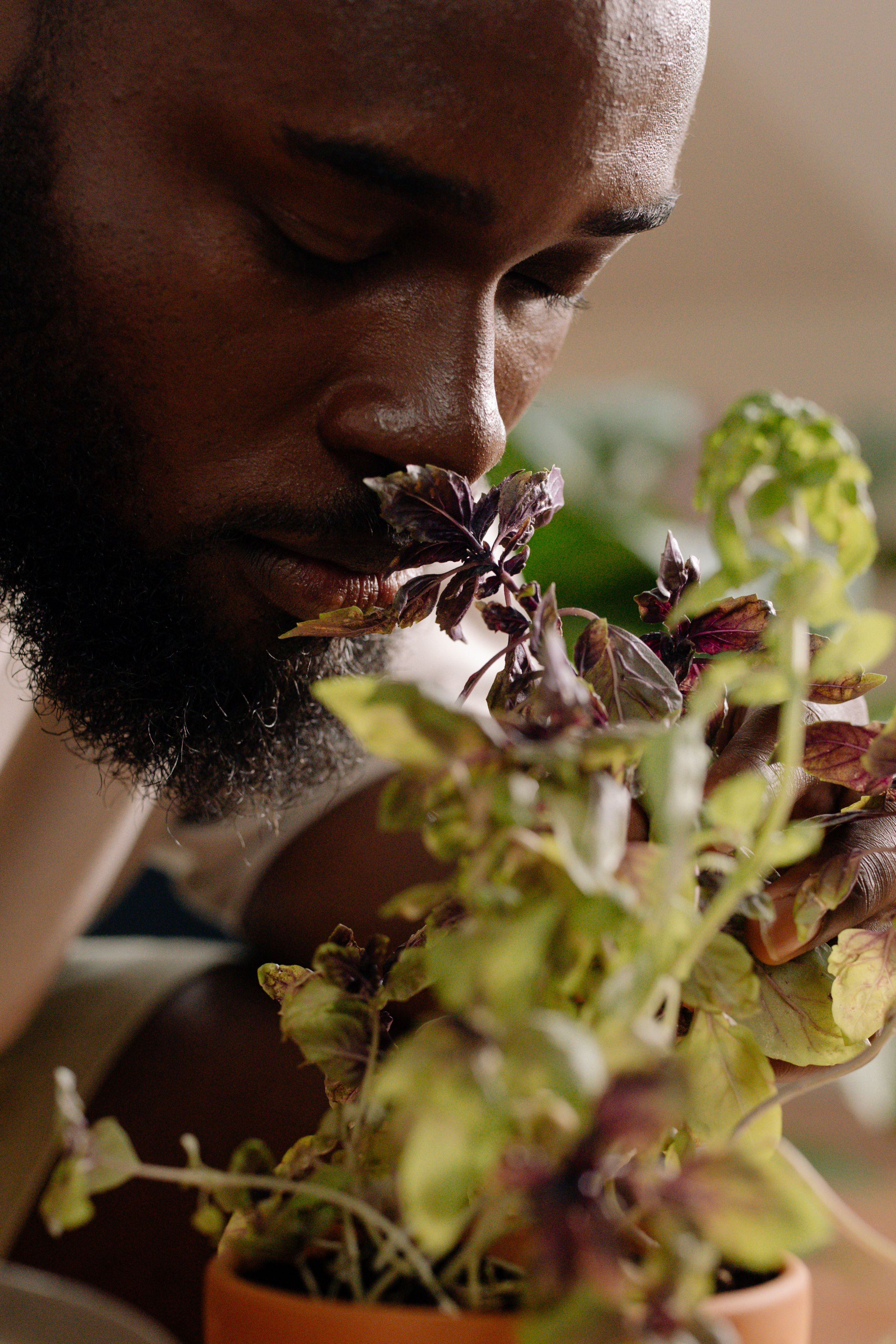 Smells Leaves Photos, Download The BEST Free Smells Leaves Stock Photos ...