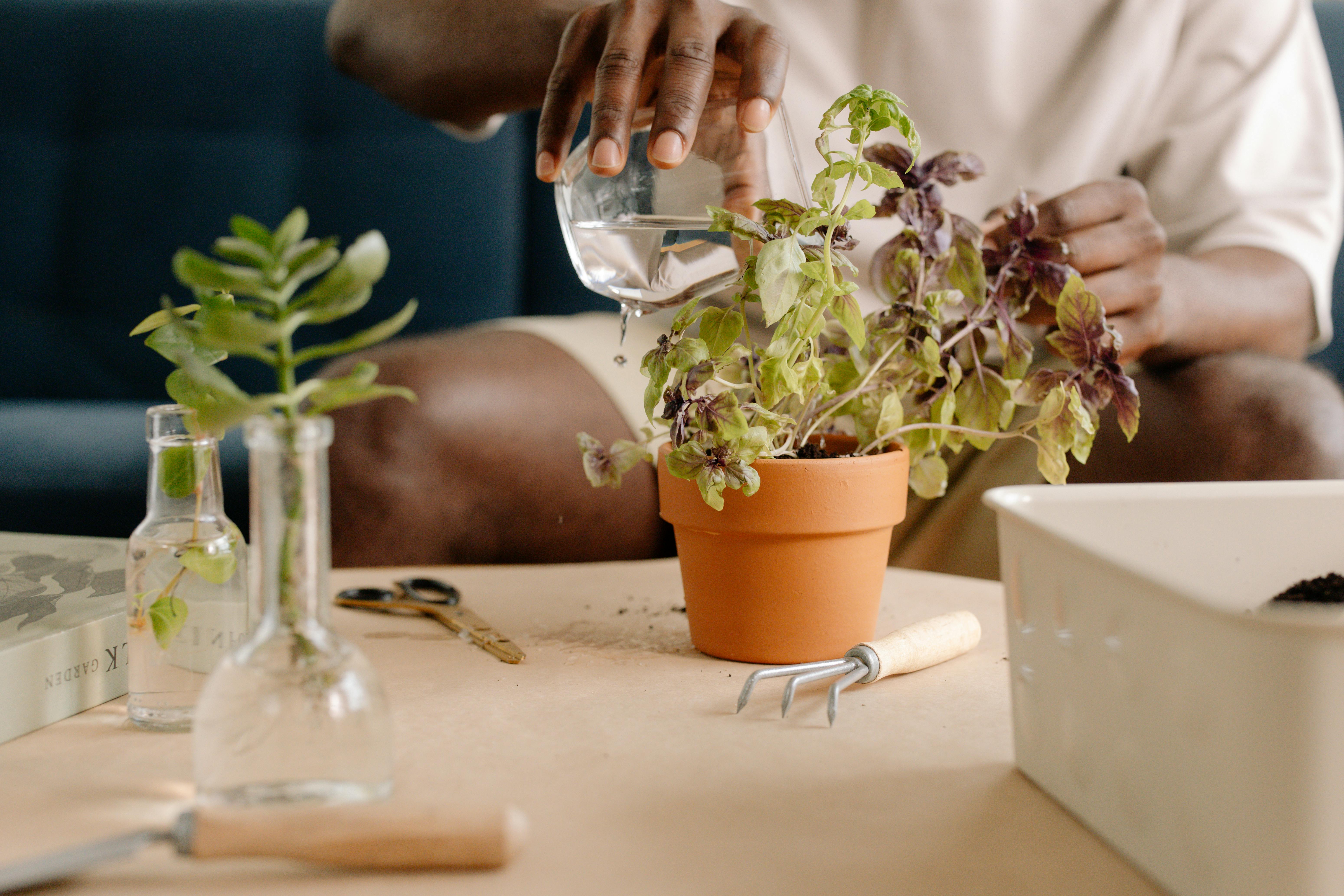 Person Pouring Water on a Potted Plant · Free Stock Photo