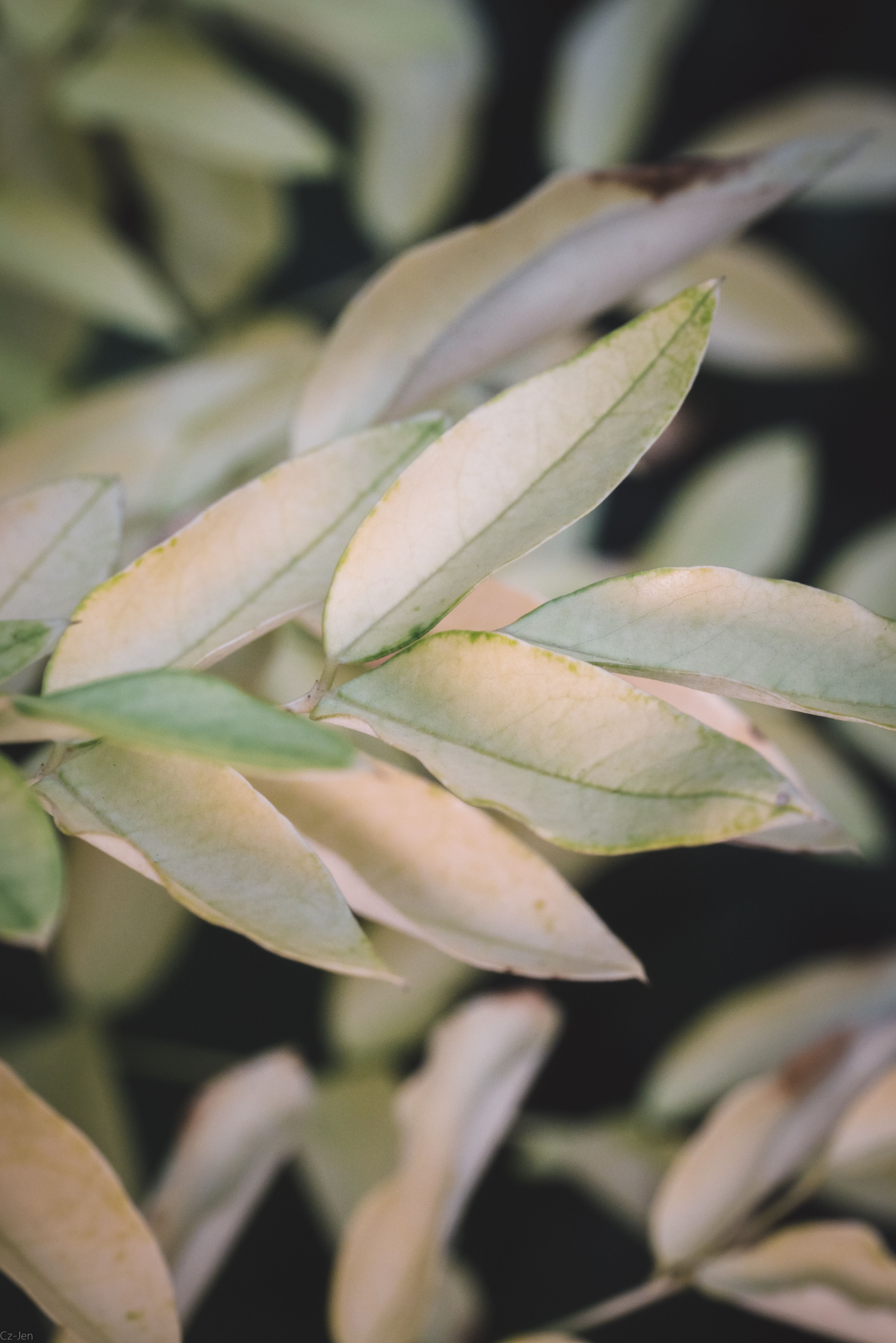 Close-Up Shot of Palm Leaves · Free Stock Photo
