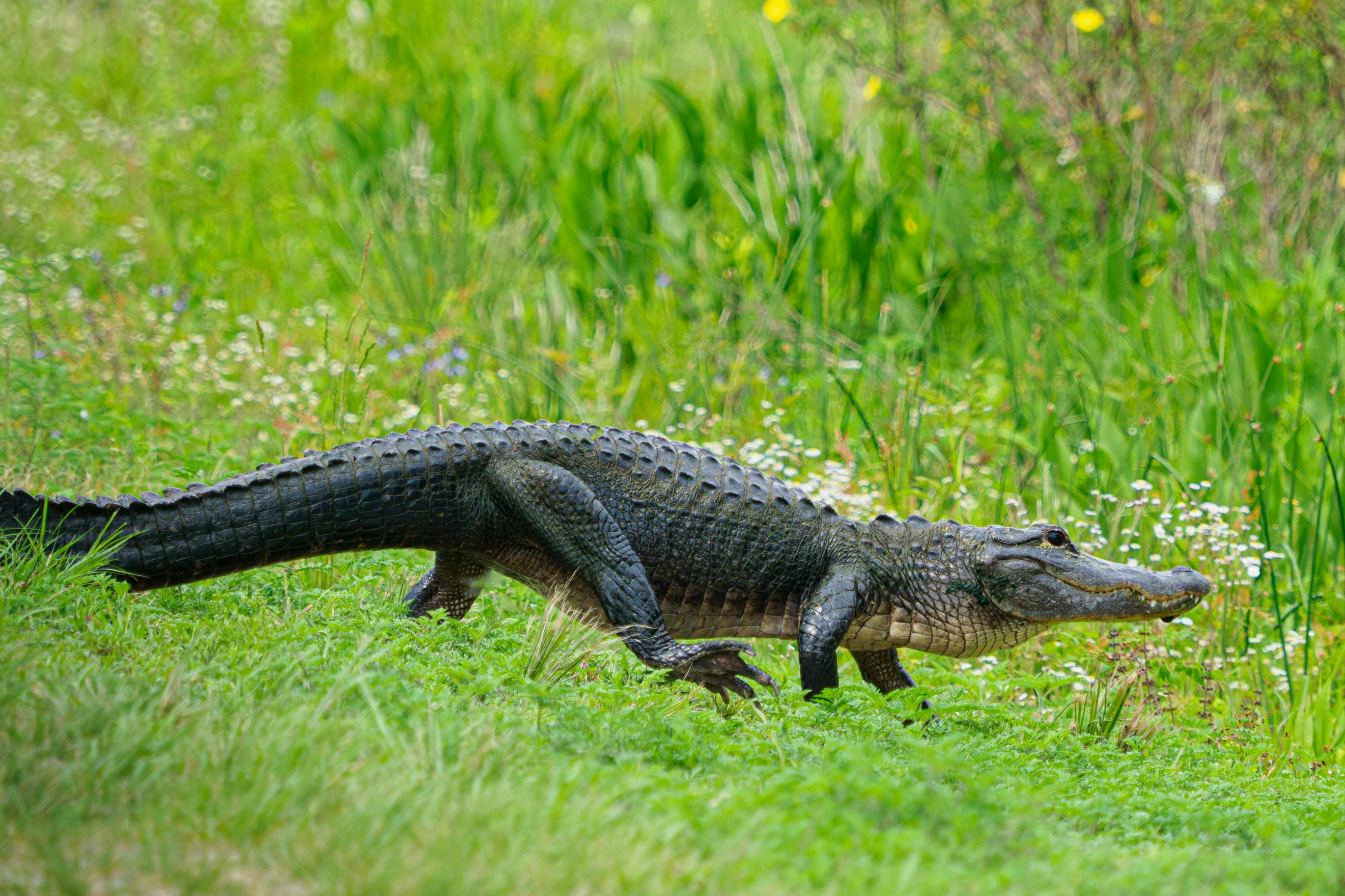 An Alligator Walking on a Grassy Field · Free Stock Photo