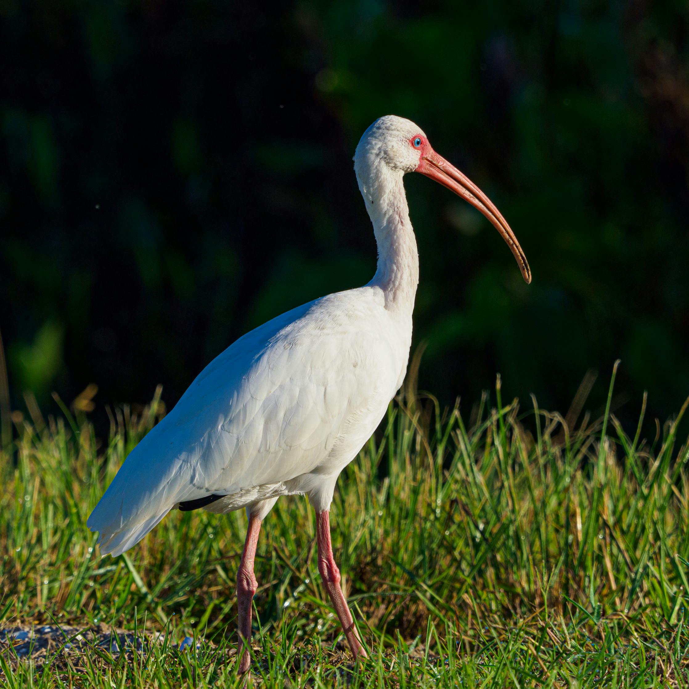 Long Beak Photos, Download The BEST Free Long Beak Stock Photos & HD Images