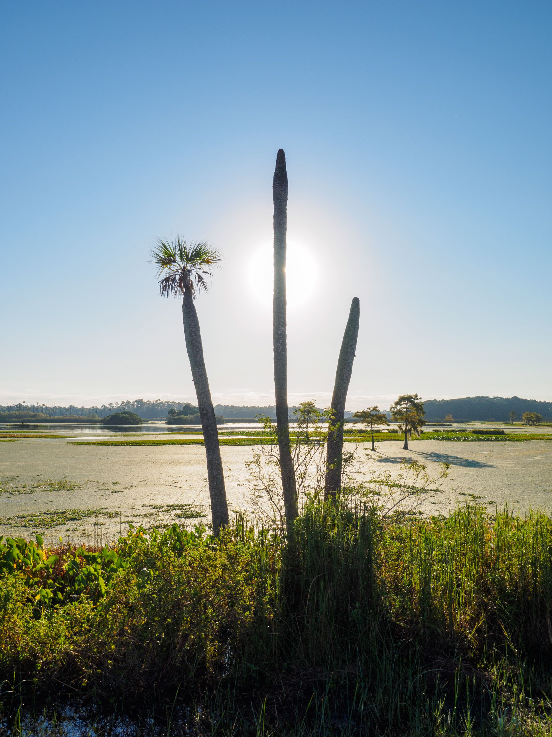 Landscape Scenery of Wetlands · Free Stock Photo