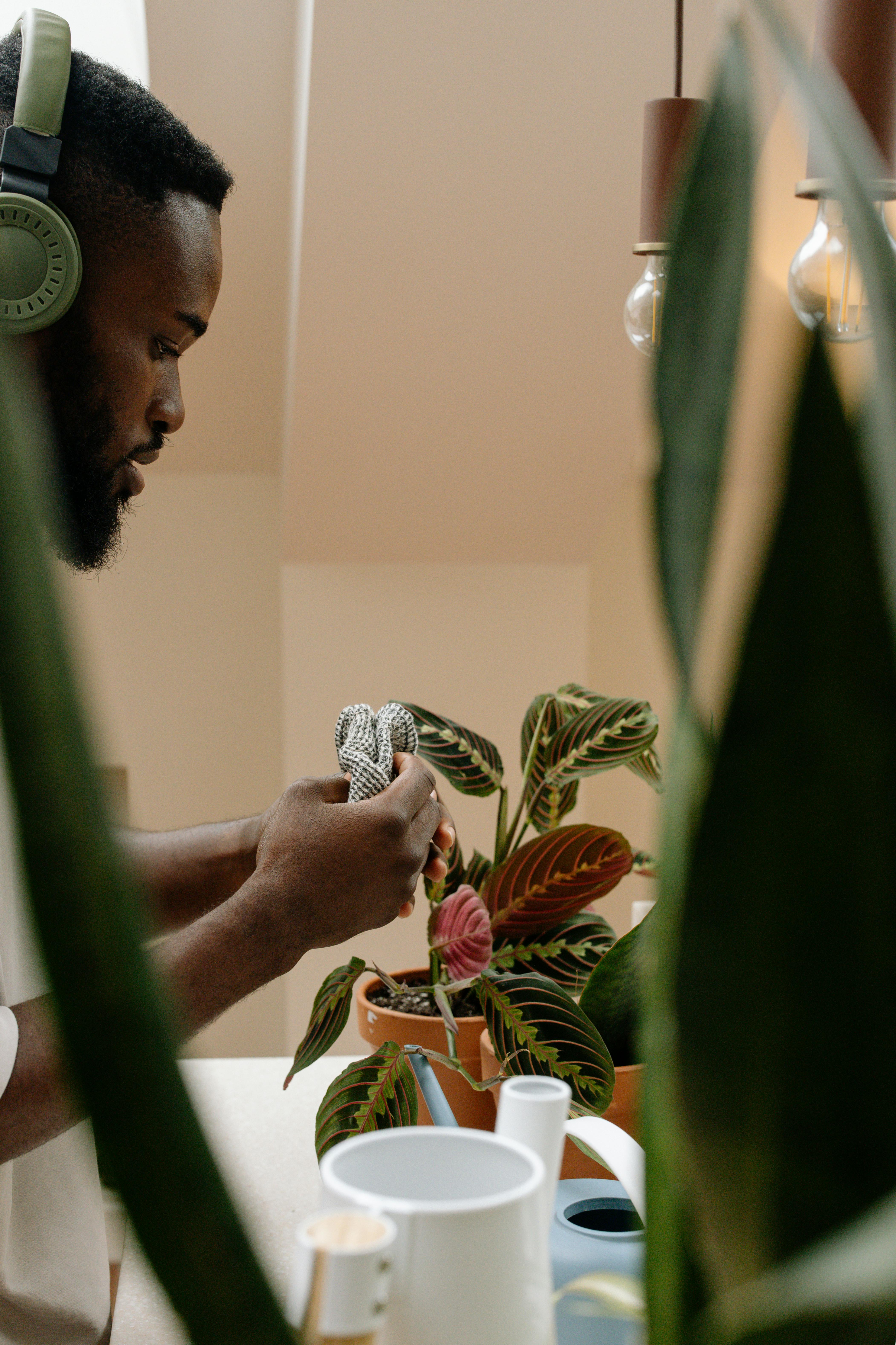 Plants Cleaning Photos, Download The BEST Free Plants Cleaning Stock ...