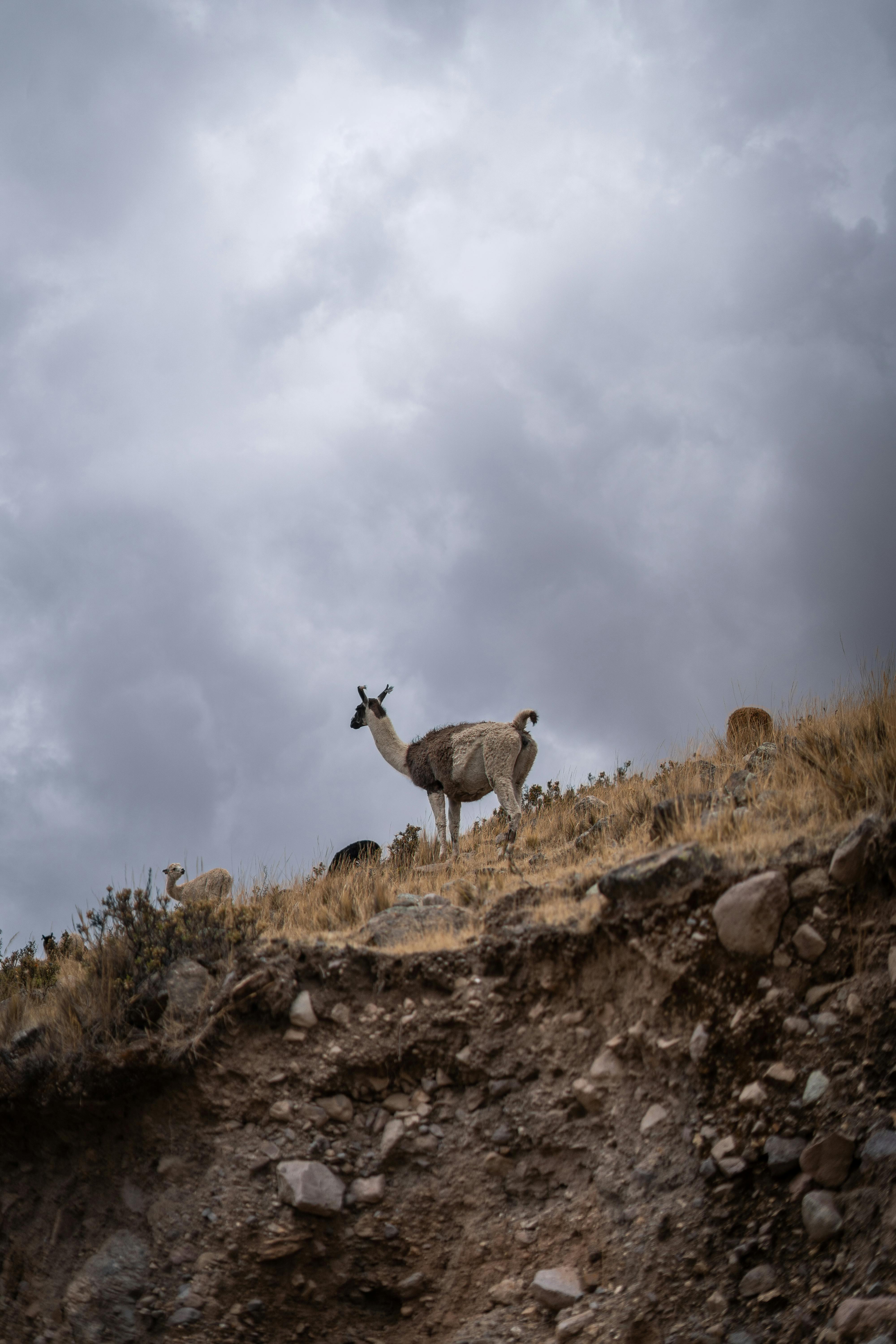 Prado Photos, Download The BEST Free Prado Stock Photos & HD Images