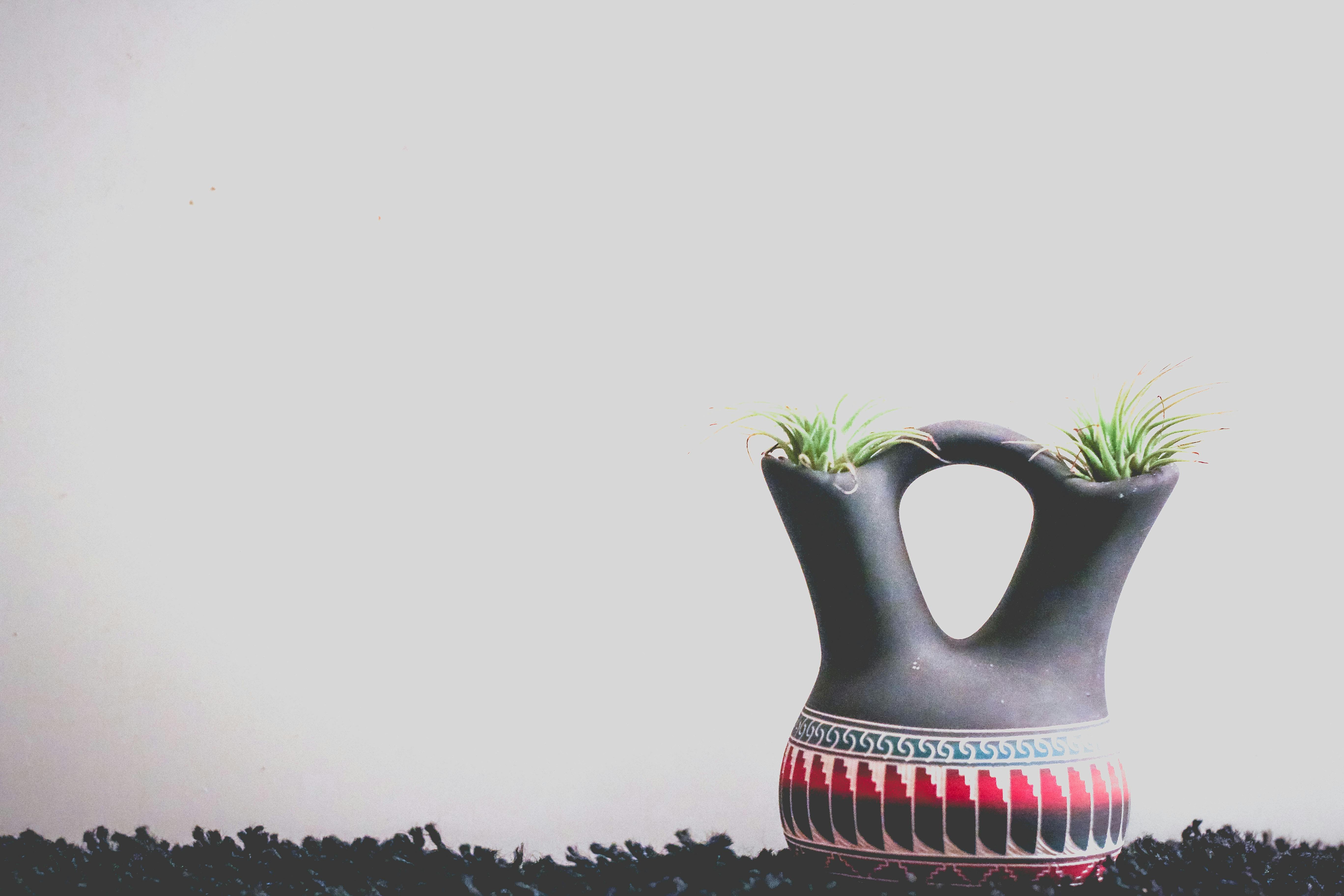 Plants Inside A Pot · Free Stock Photo