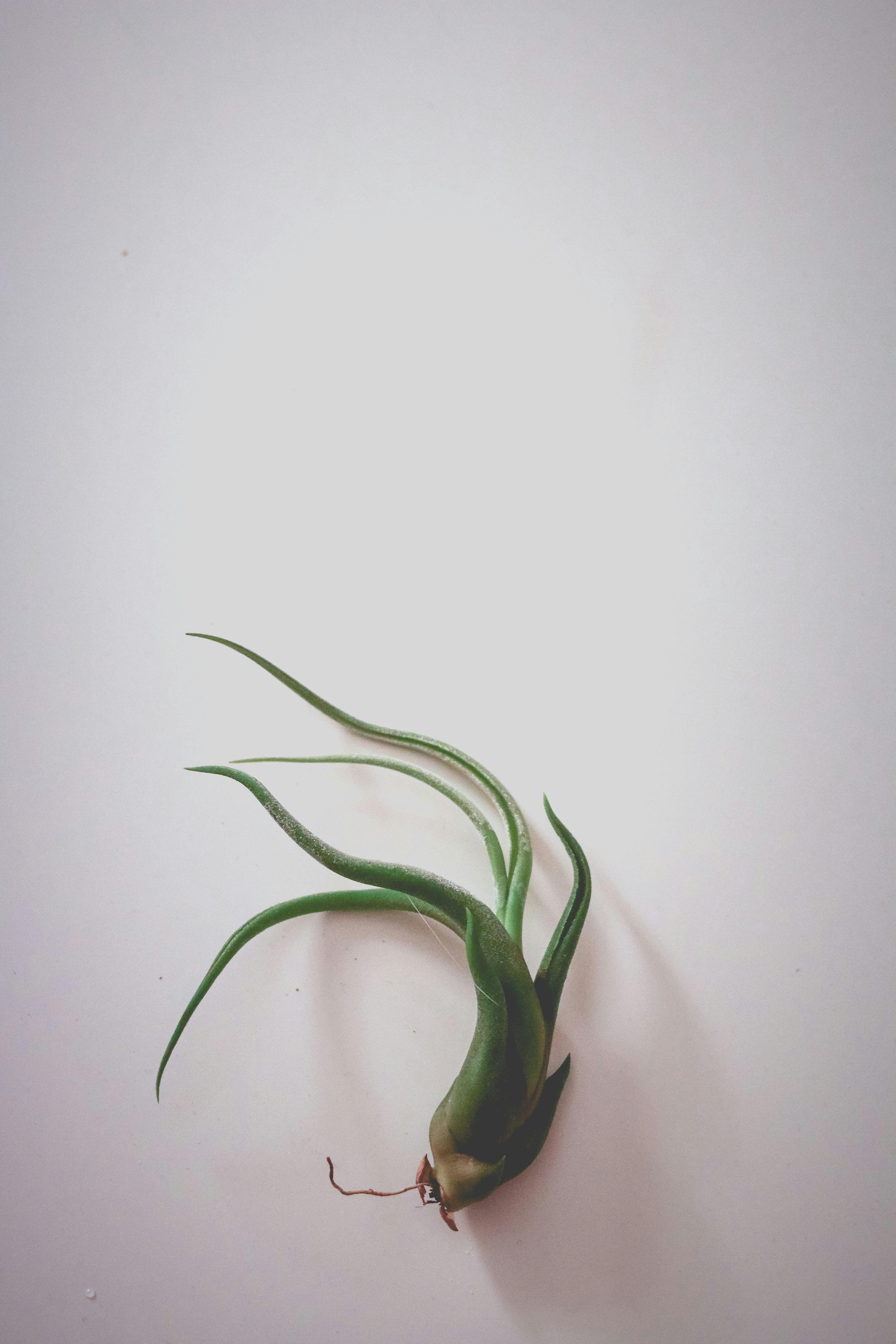 Roots Photos, Download The BEST Free Roots Stock Photos & HD Images