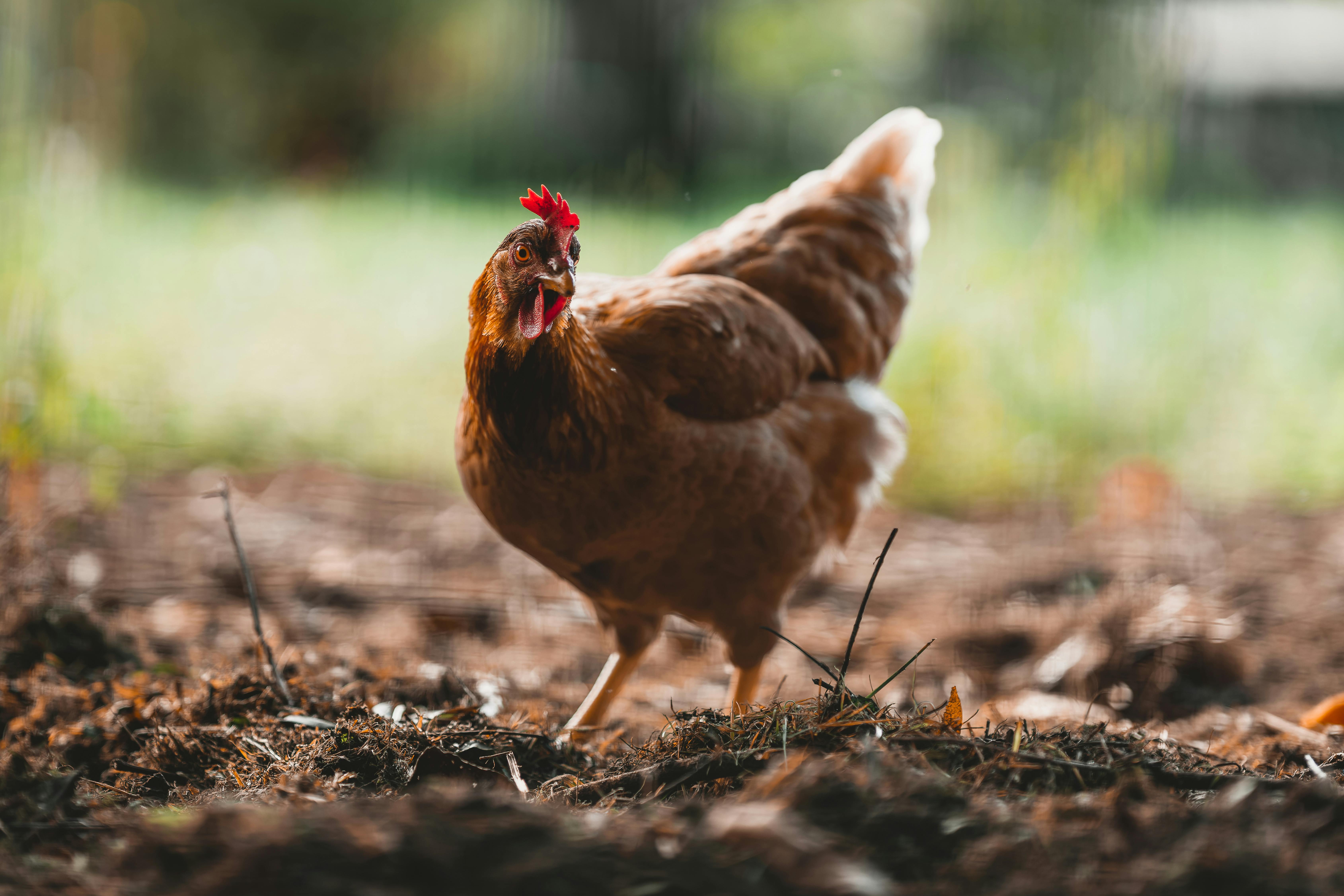 Close-Up Photo of a Brown Hen on the Soil · Free Stock Photo
