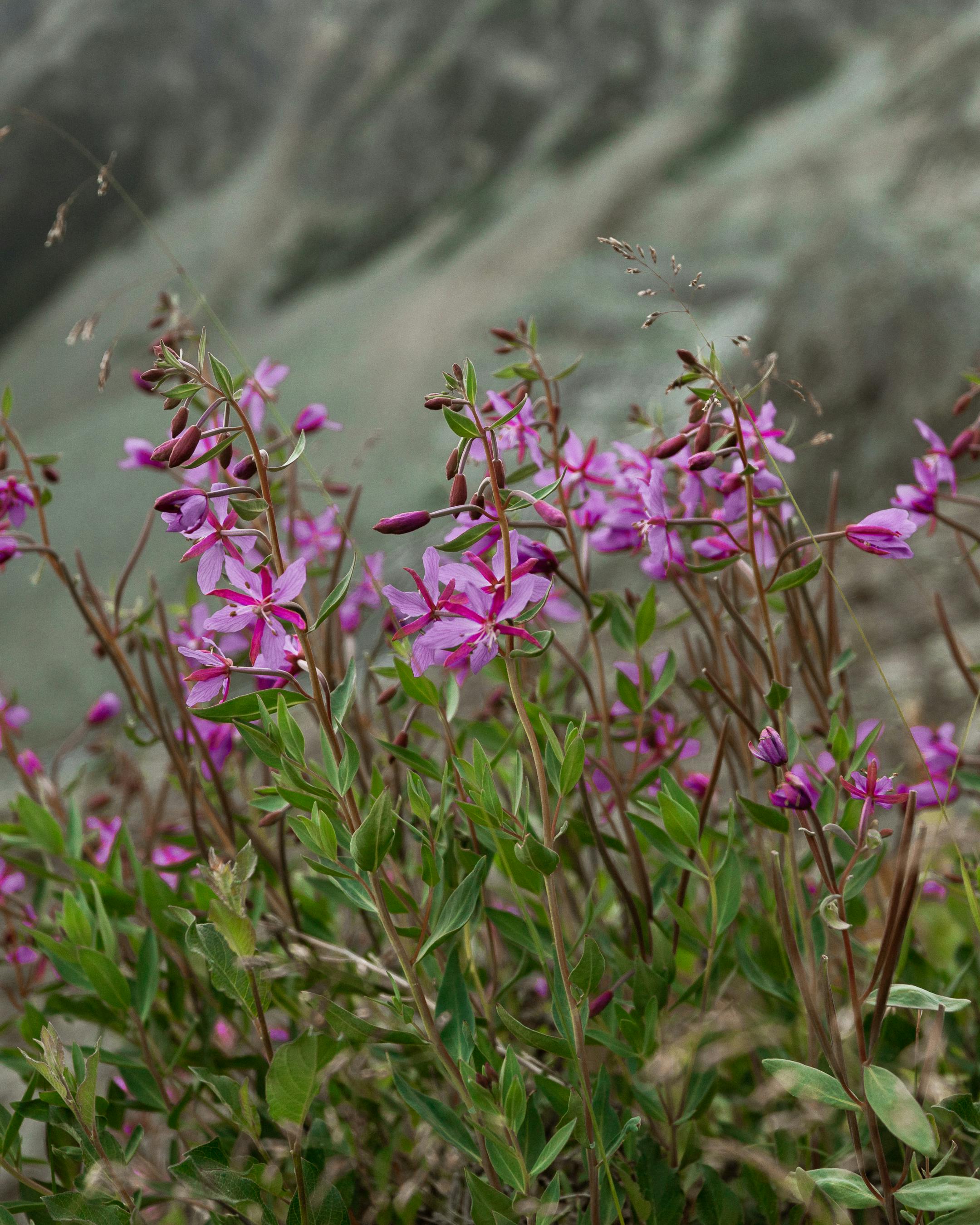 Close Up Shot of a Dwarf Fireweed · Free Stock Photo