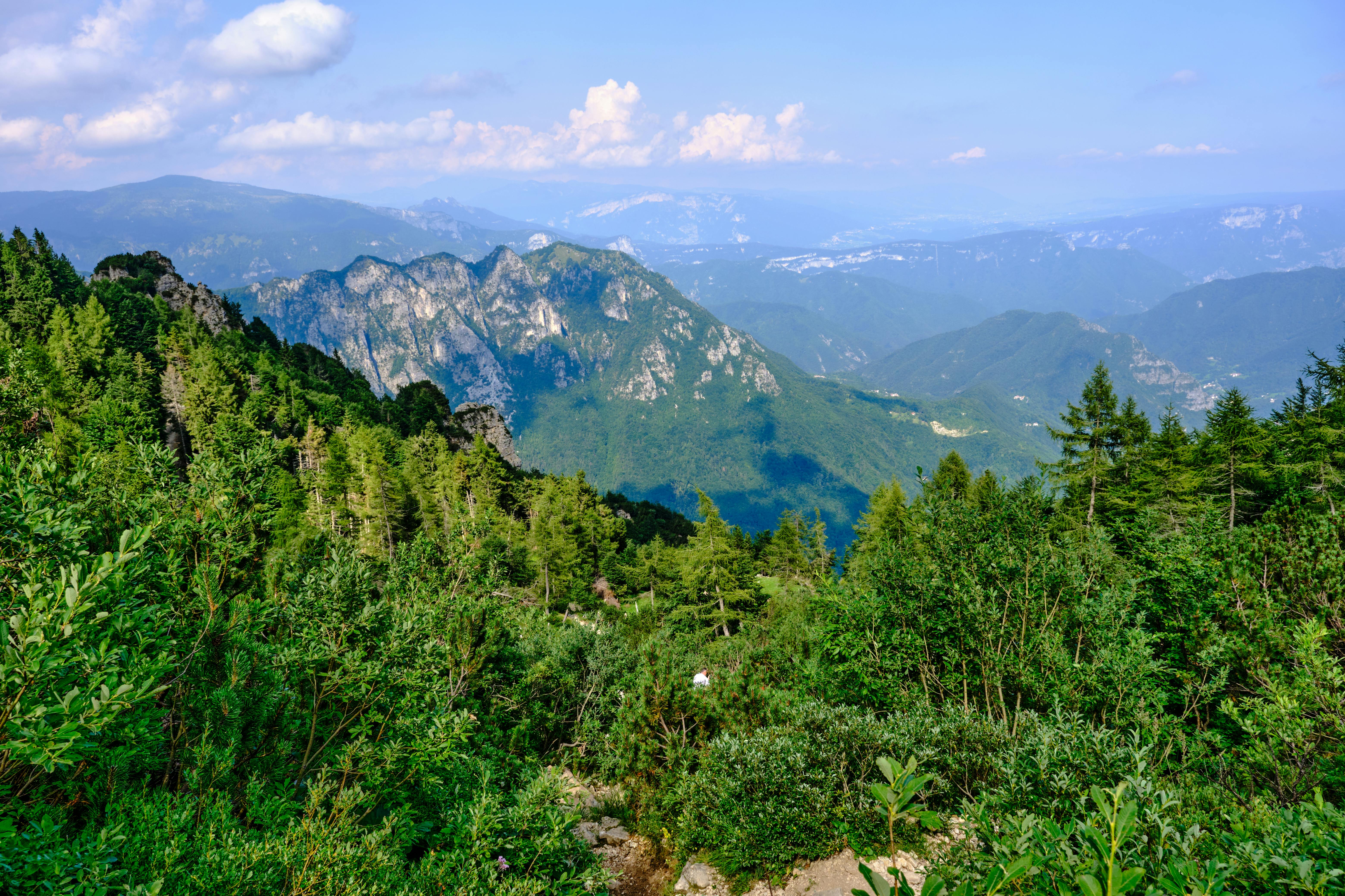 Lush Forest on Mountain Side · Free Stock Photo