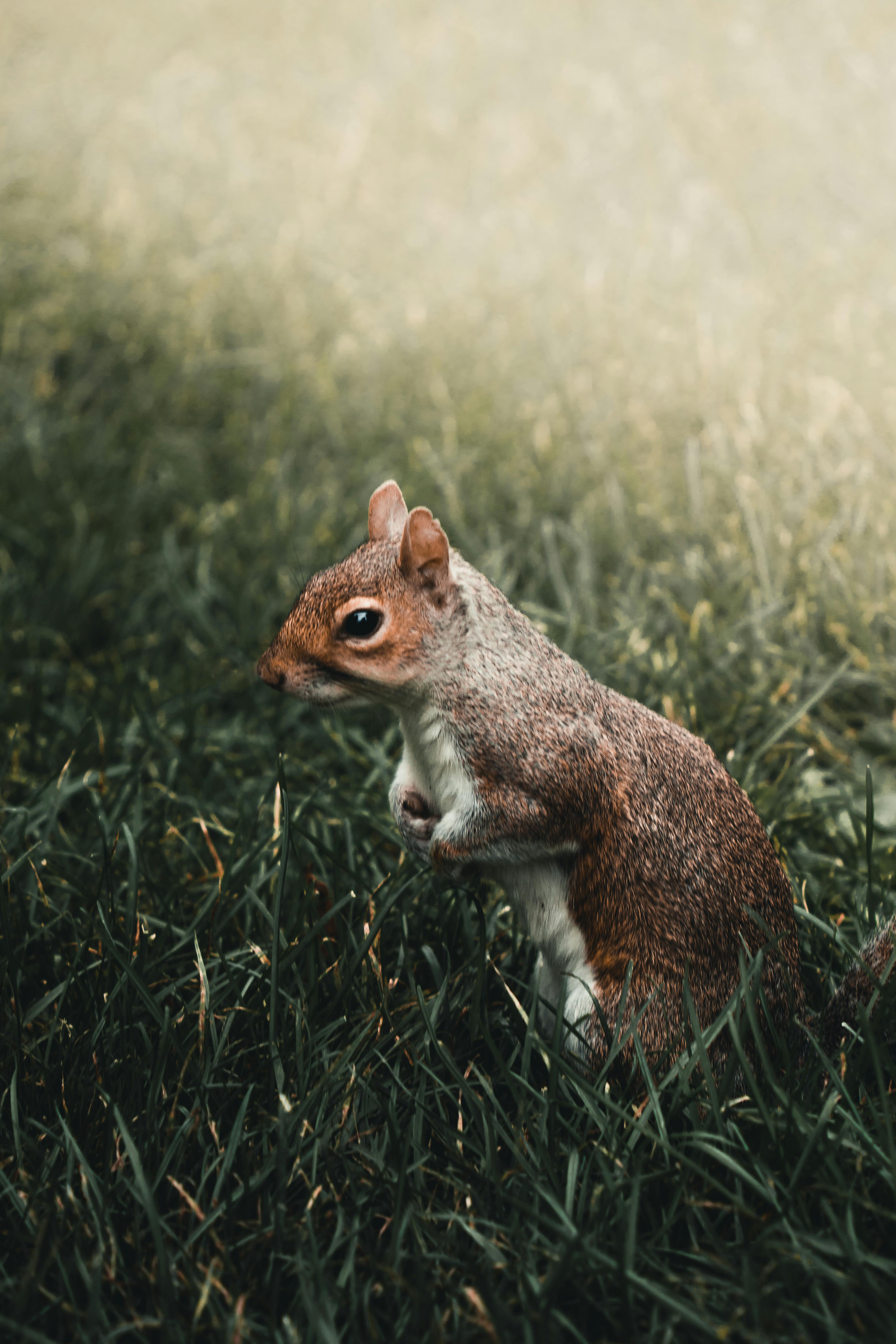 Photo of Rodent in Forest · Free Stock Photo