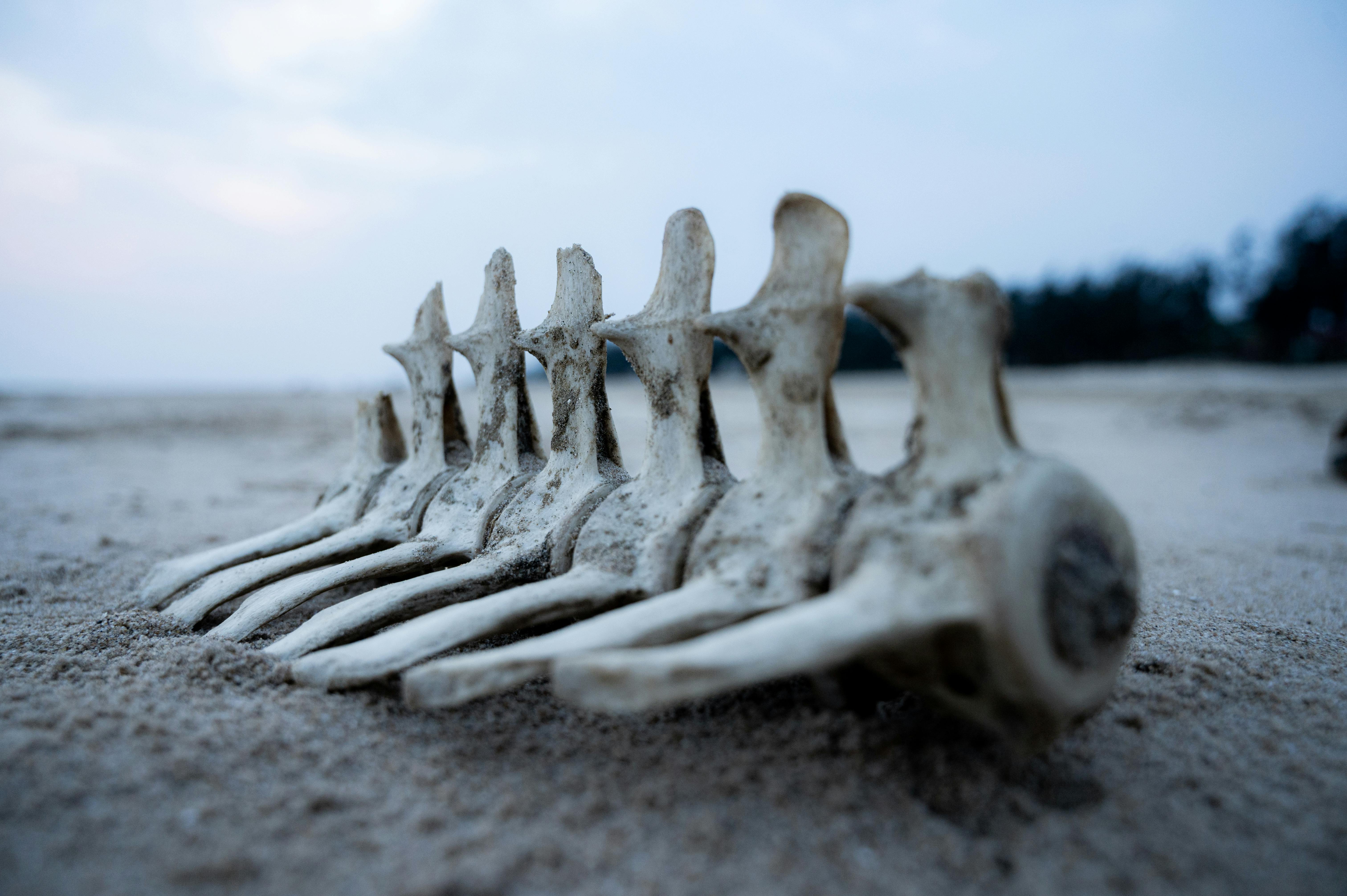 White Bone on the Sand · Free Stock Photo