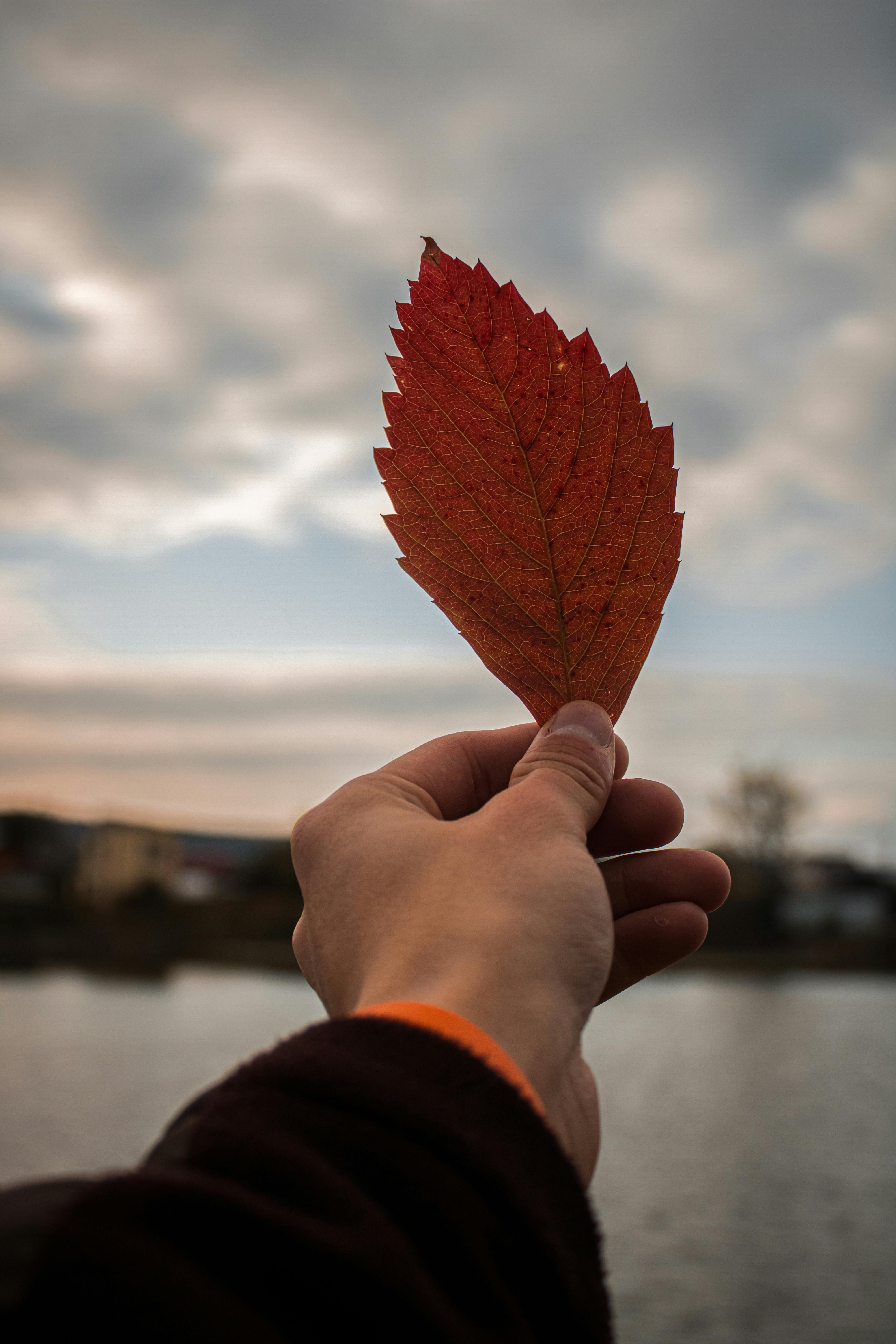 Person in Blue Knit Sweater Showing Left Hand · Free Stock Photo