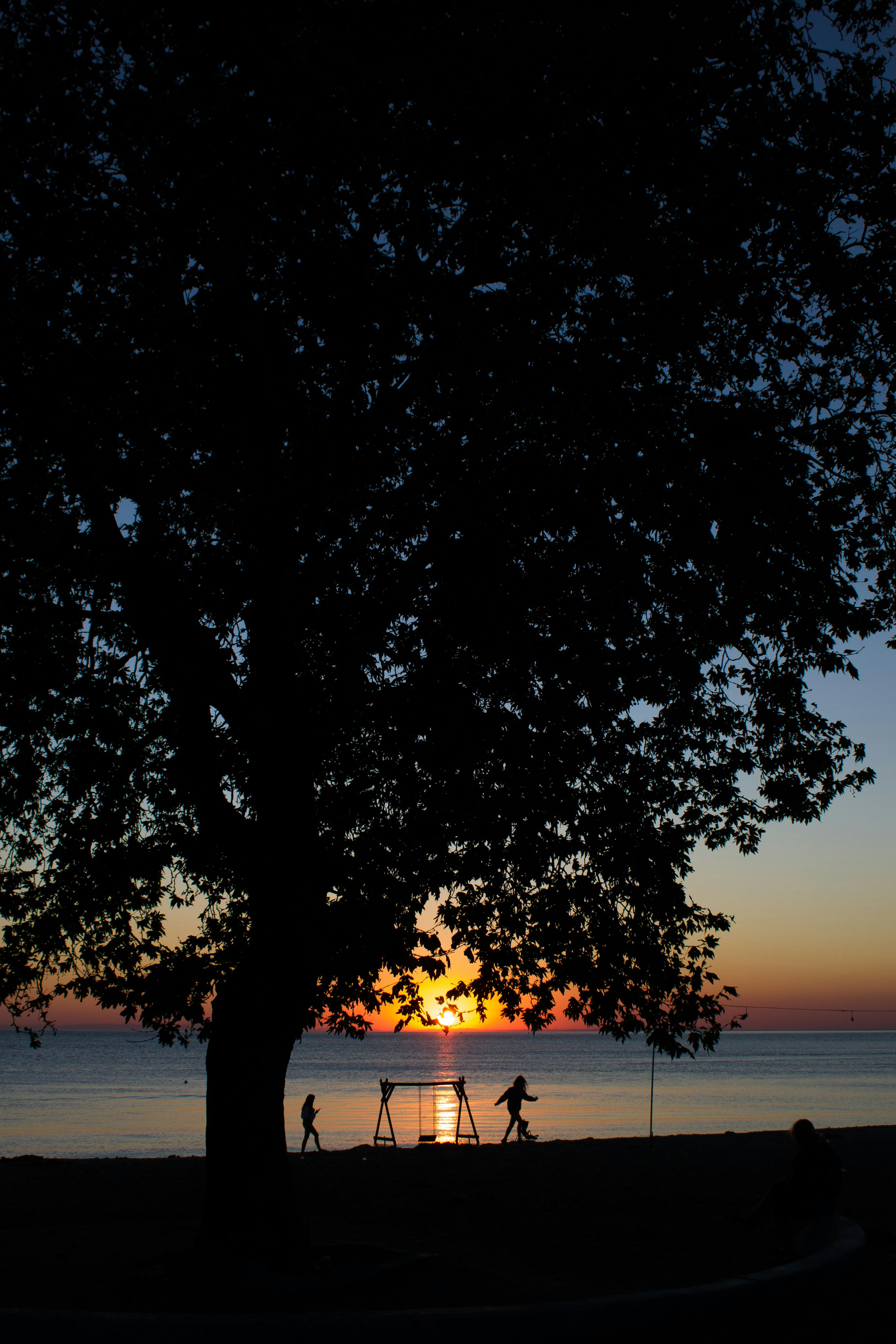 Silhouette of a Tree during Sunset · Free Stock Photo