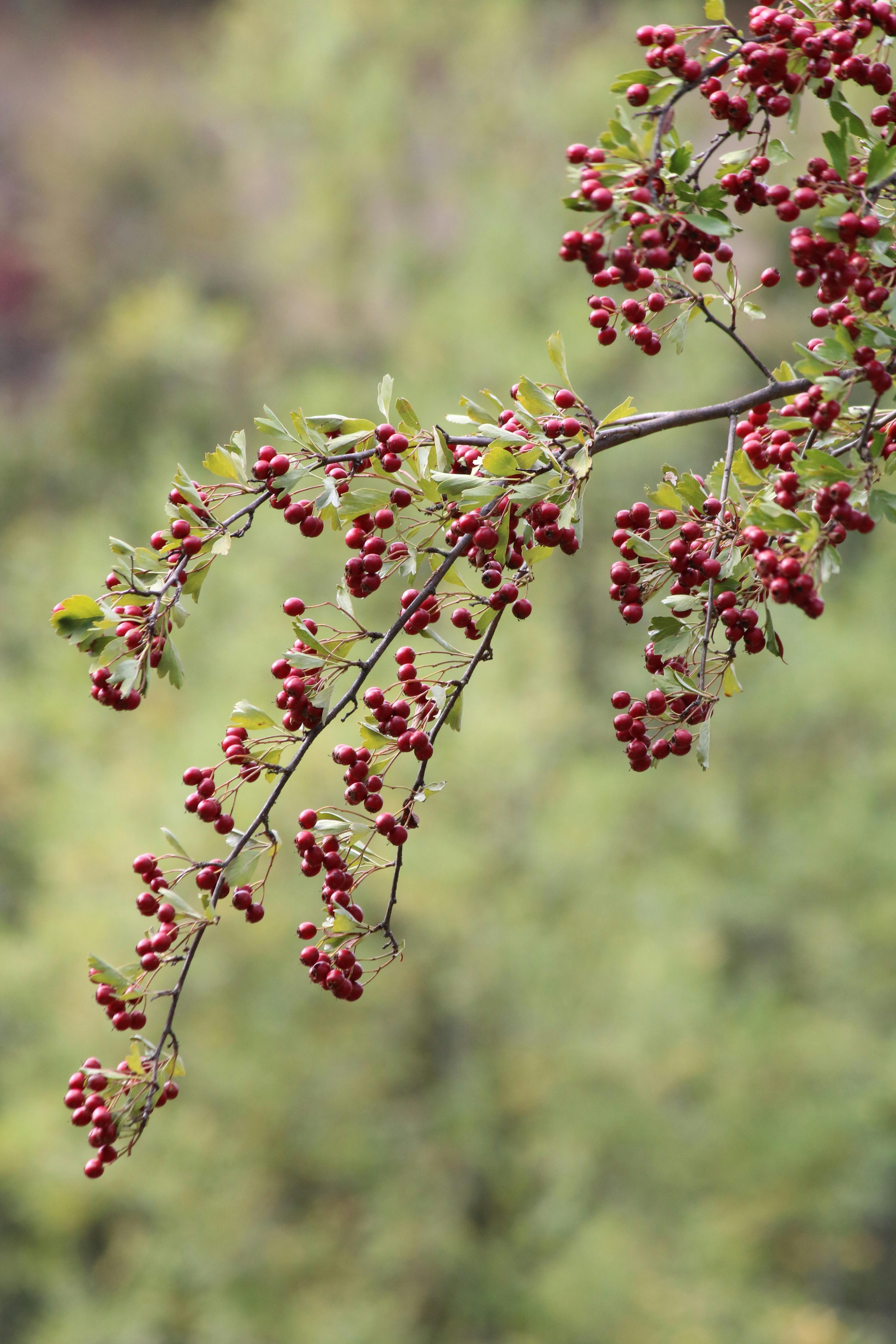 Close-up of a Branch with Red Berries · Free Stock Photo