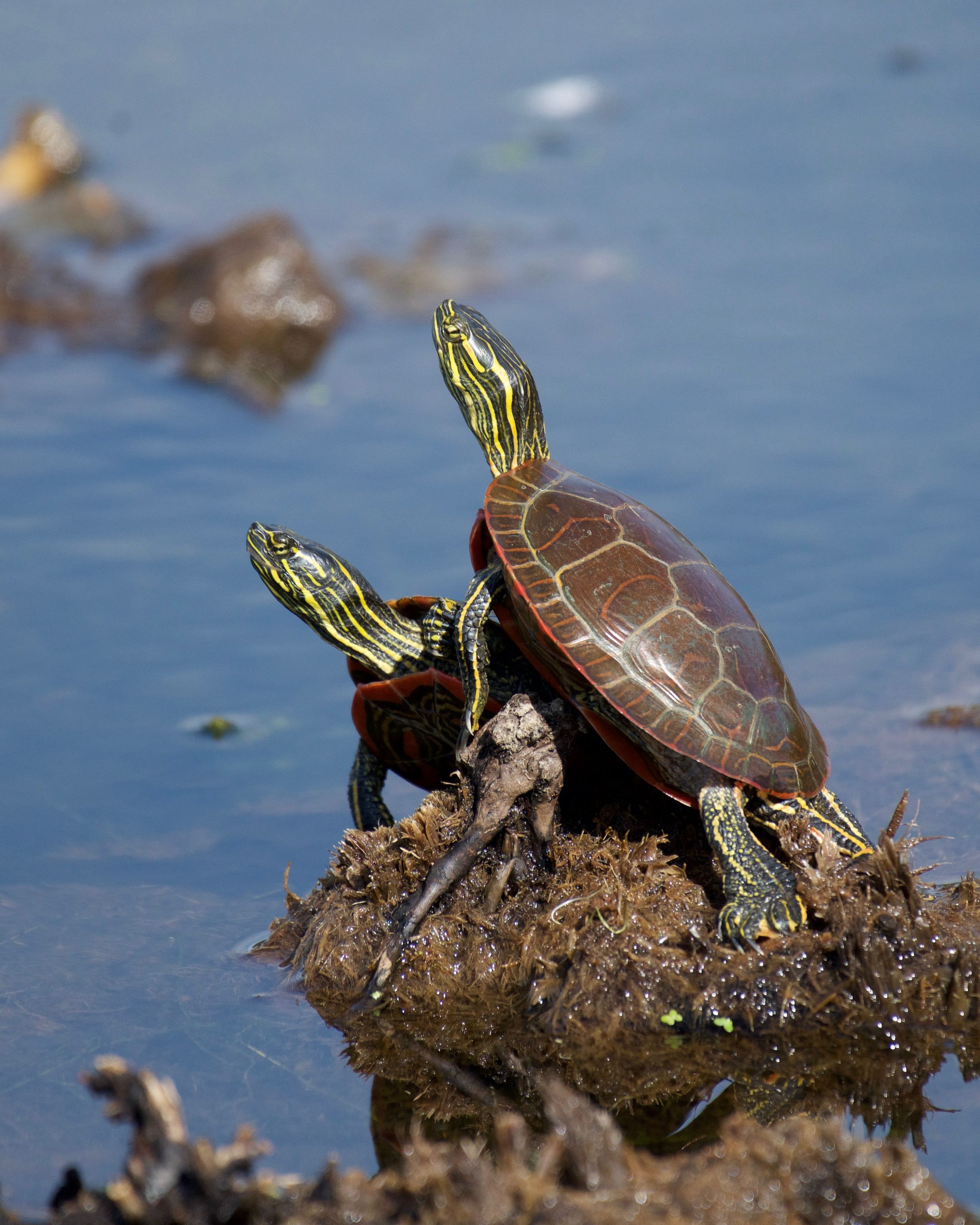 Brown Turtle in the Swamp · Free Stock Photo