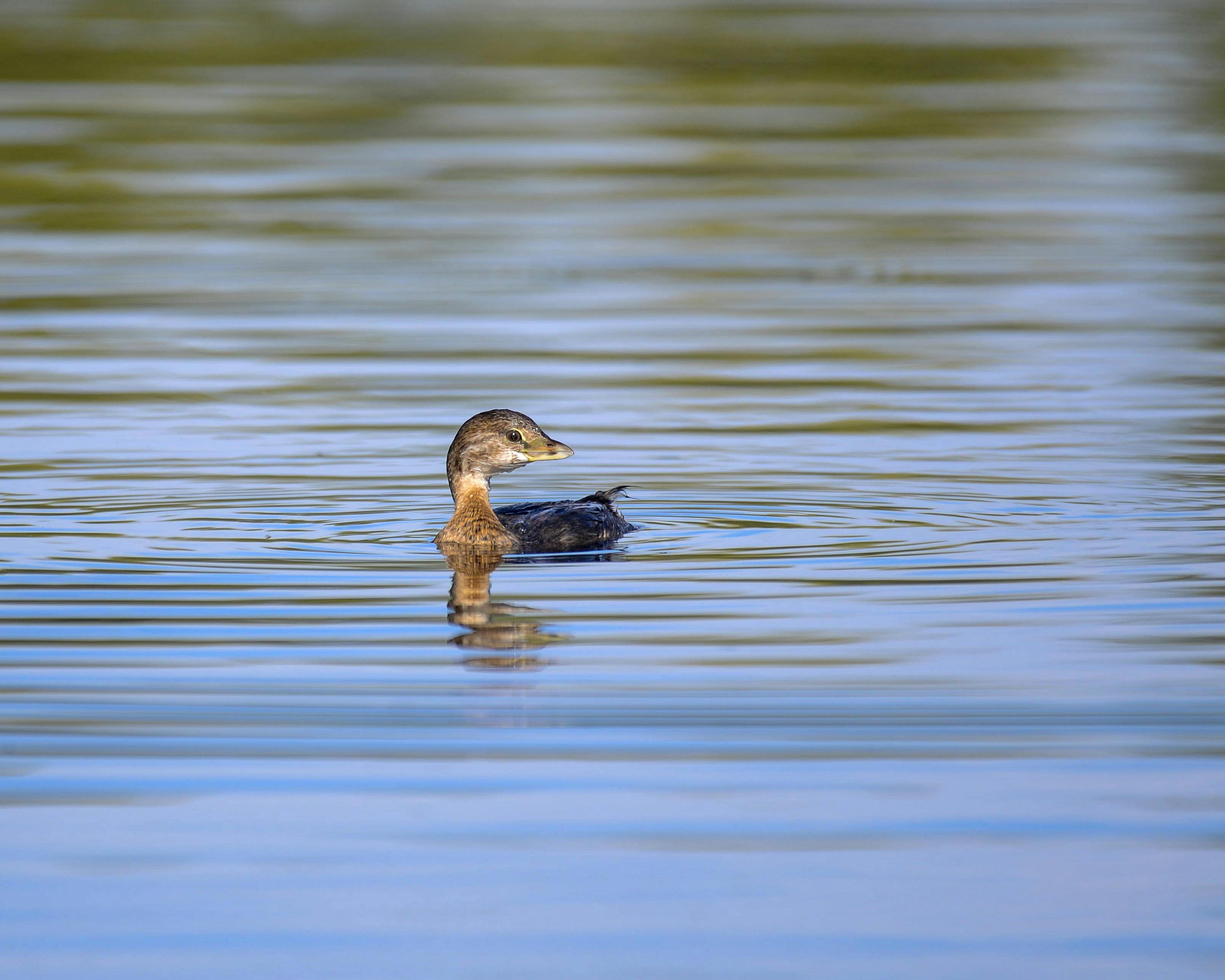 Brown Grebe Swimming on Lake · Free Stock Photo