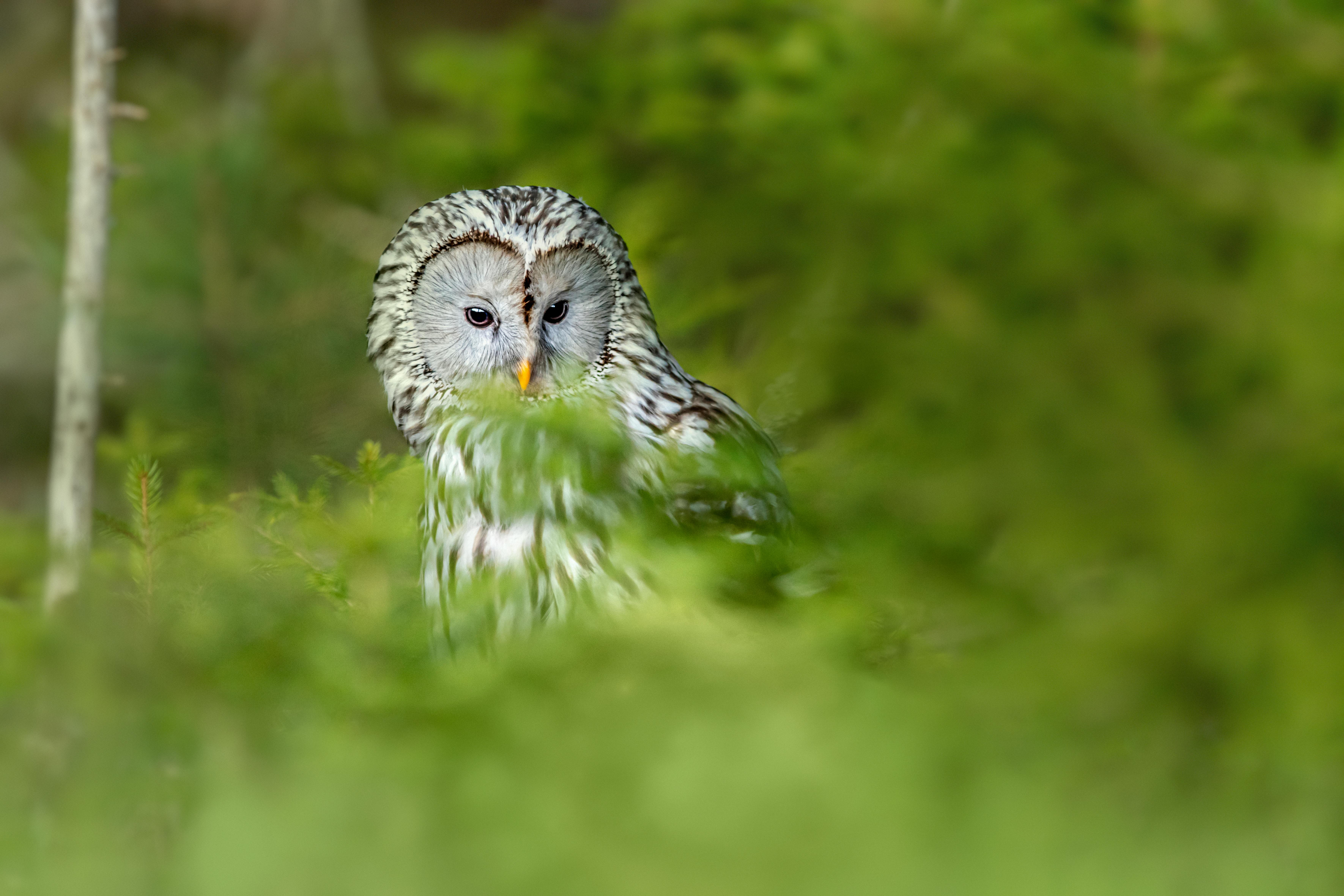 Close-Up Photo of Beige and Gray Barn Owl · Free Stock Photo