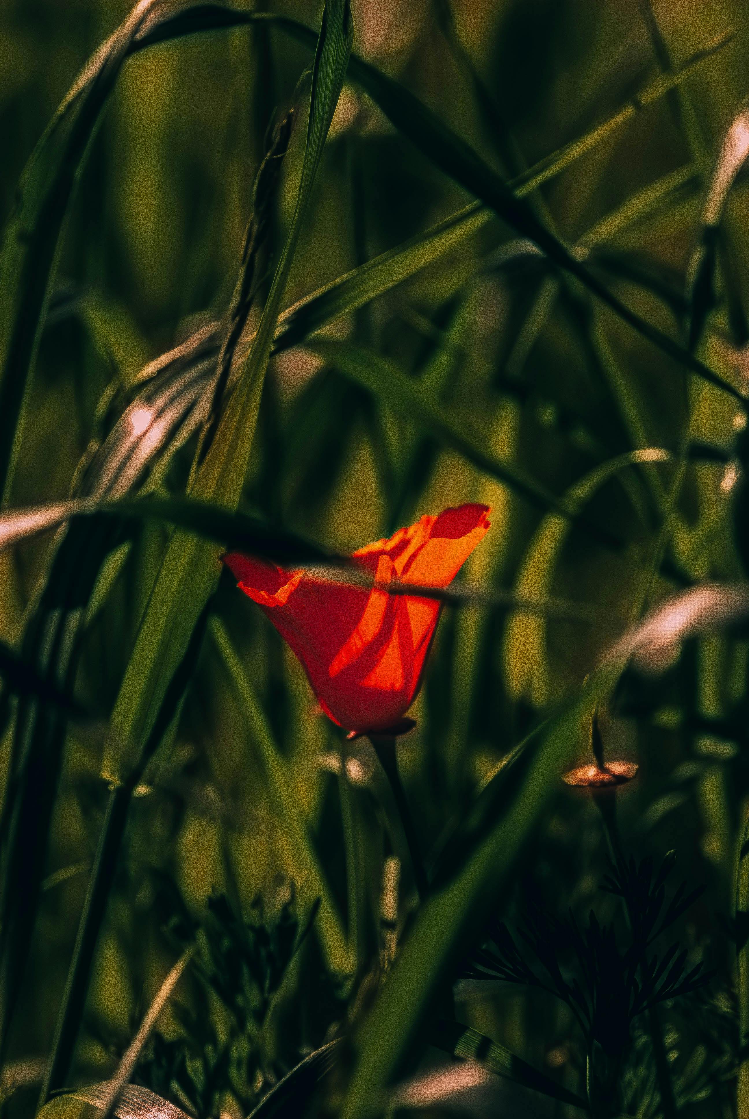 White Wheat Grass Flowers · Free Stock Photo