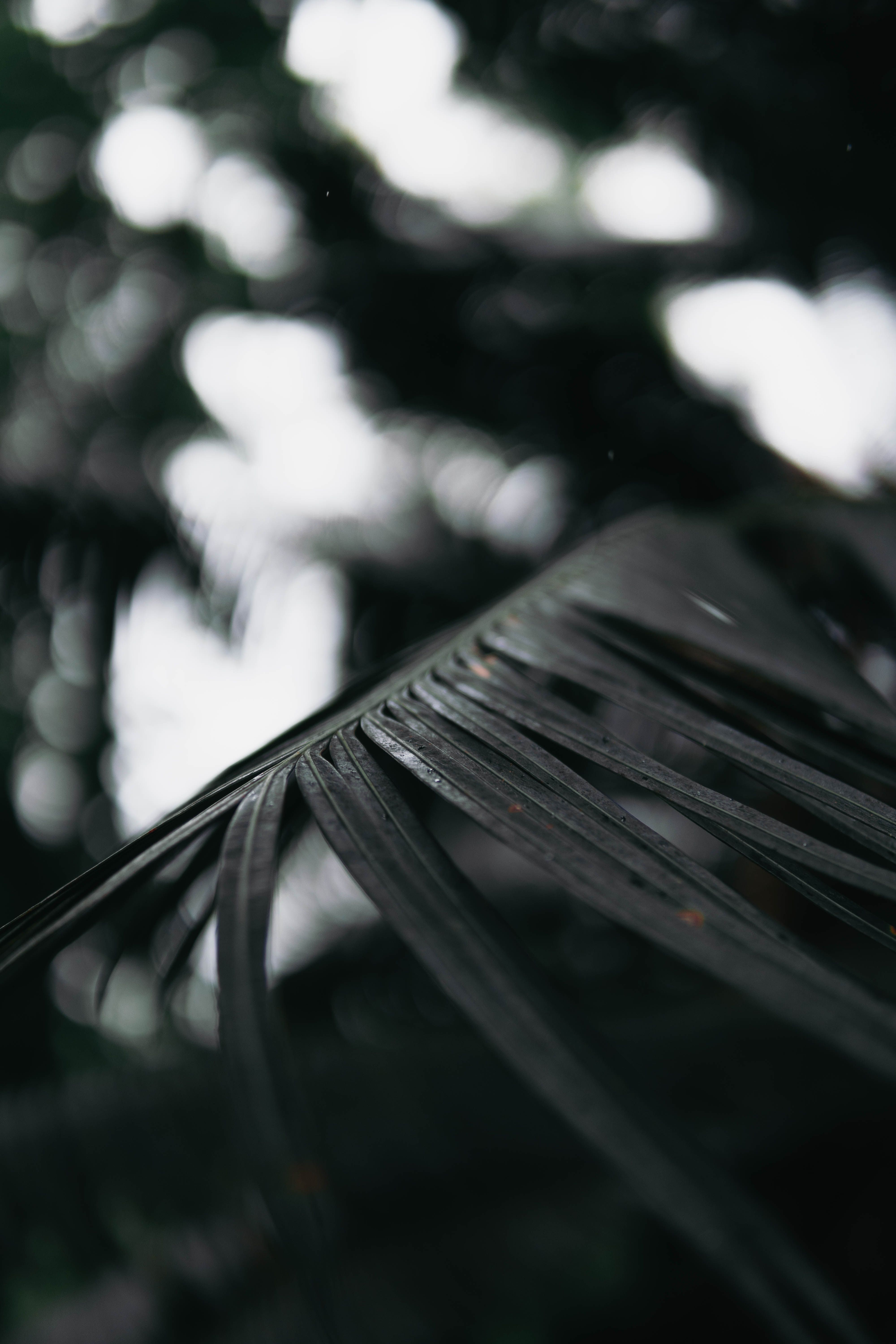 Close-up of a Palm Tree Leaf · Free Stock Photo