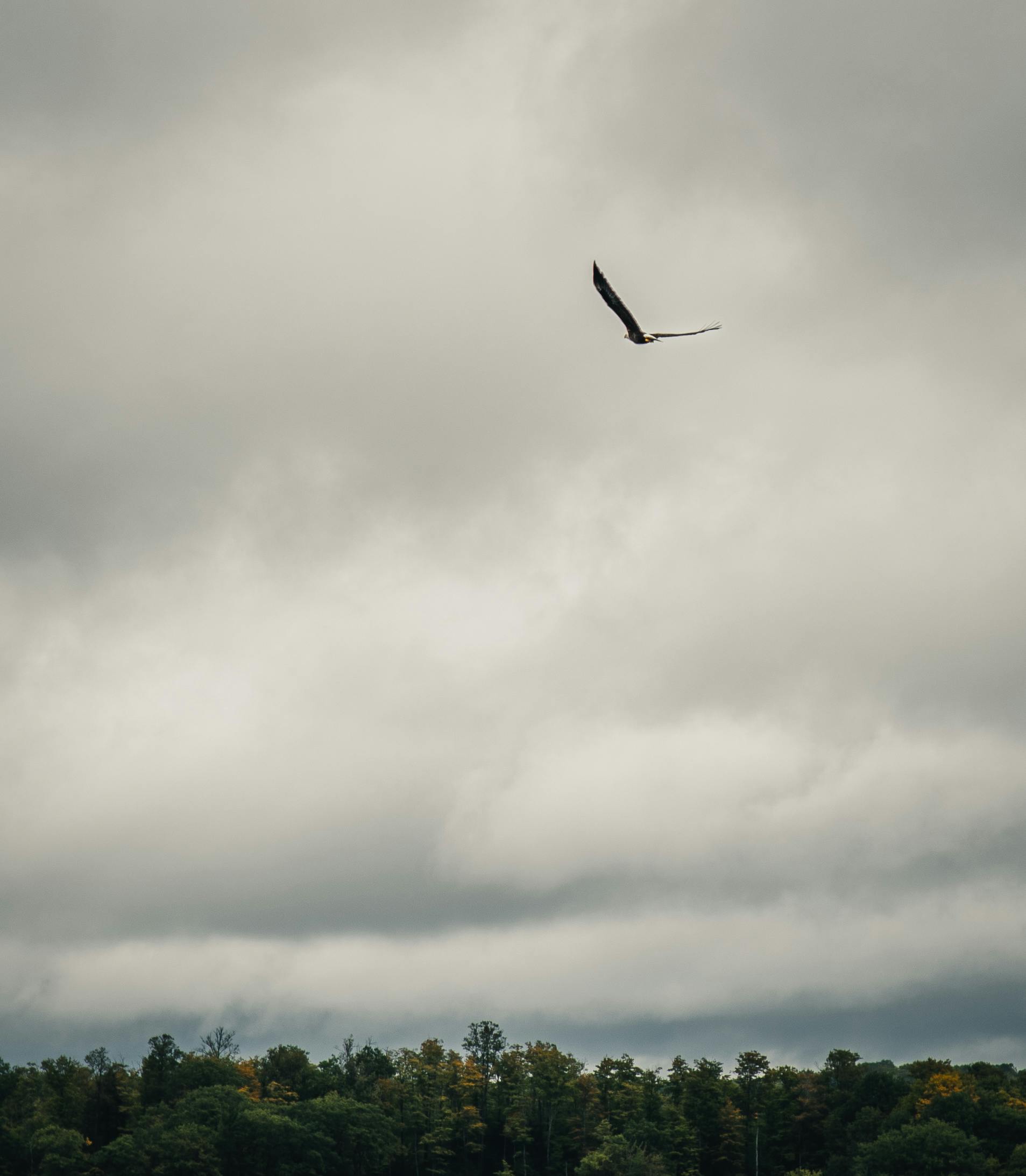Bird Flying · Free Stock Photo