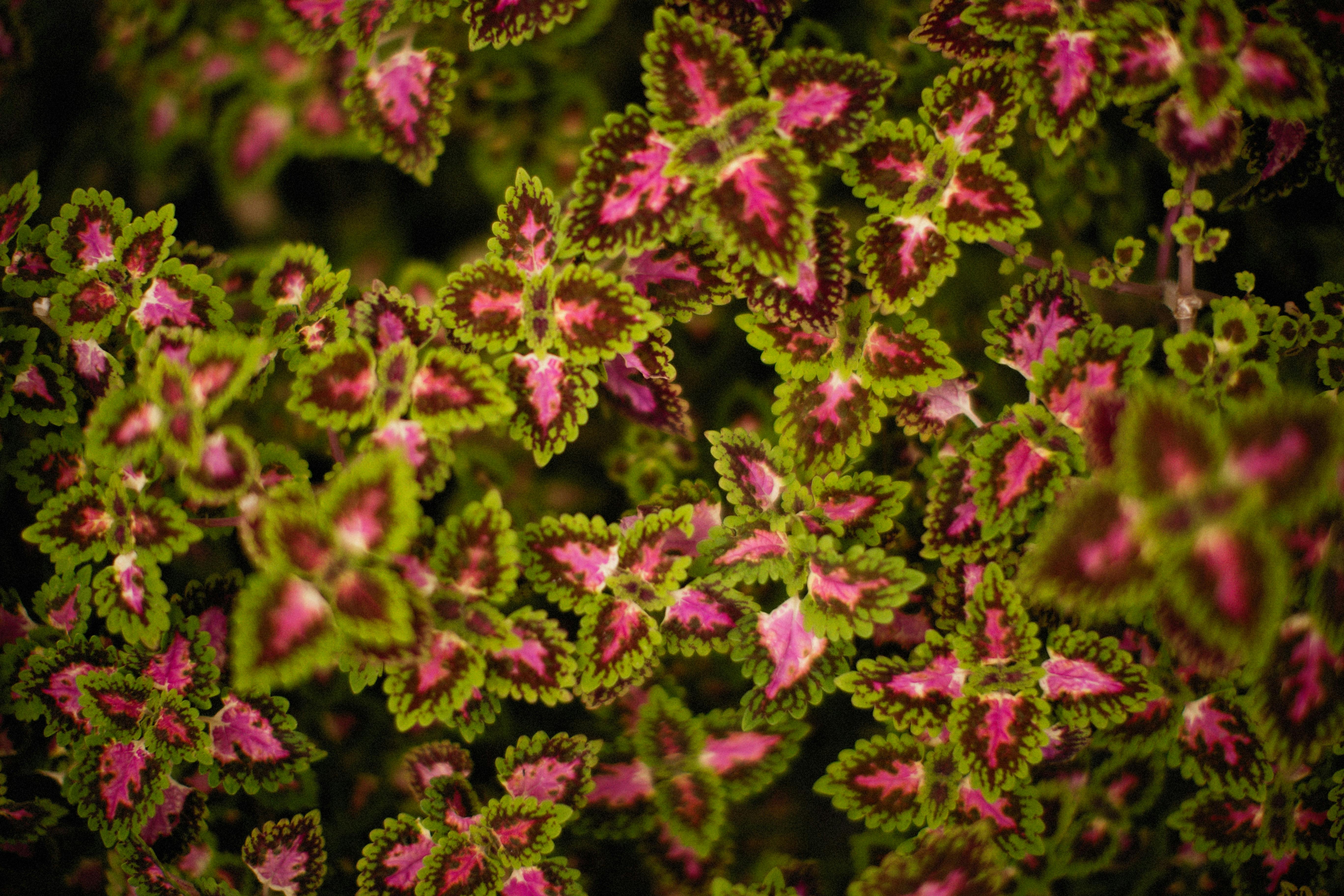 Beautiful Coleus Plant · Free Stock Photo