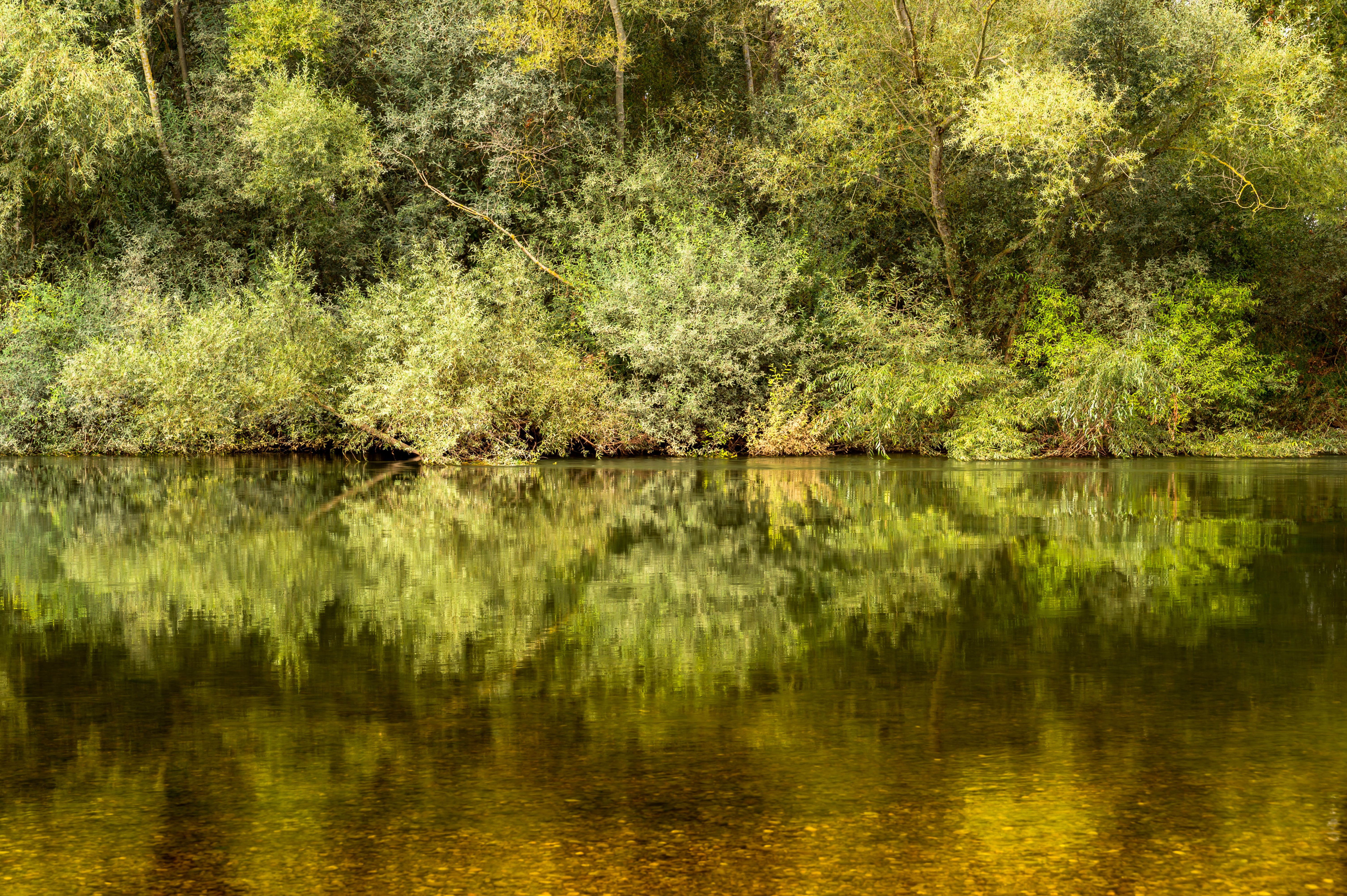 Plants Near Body of Water · Free Stock Photo
