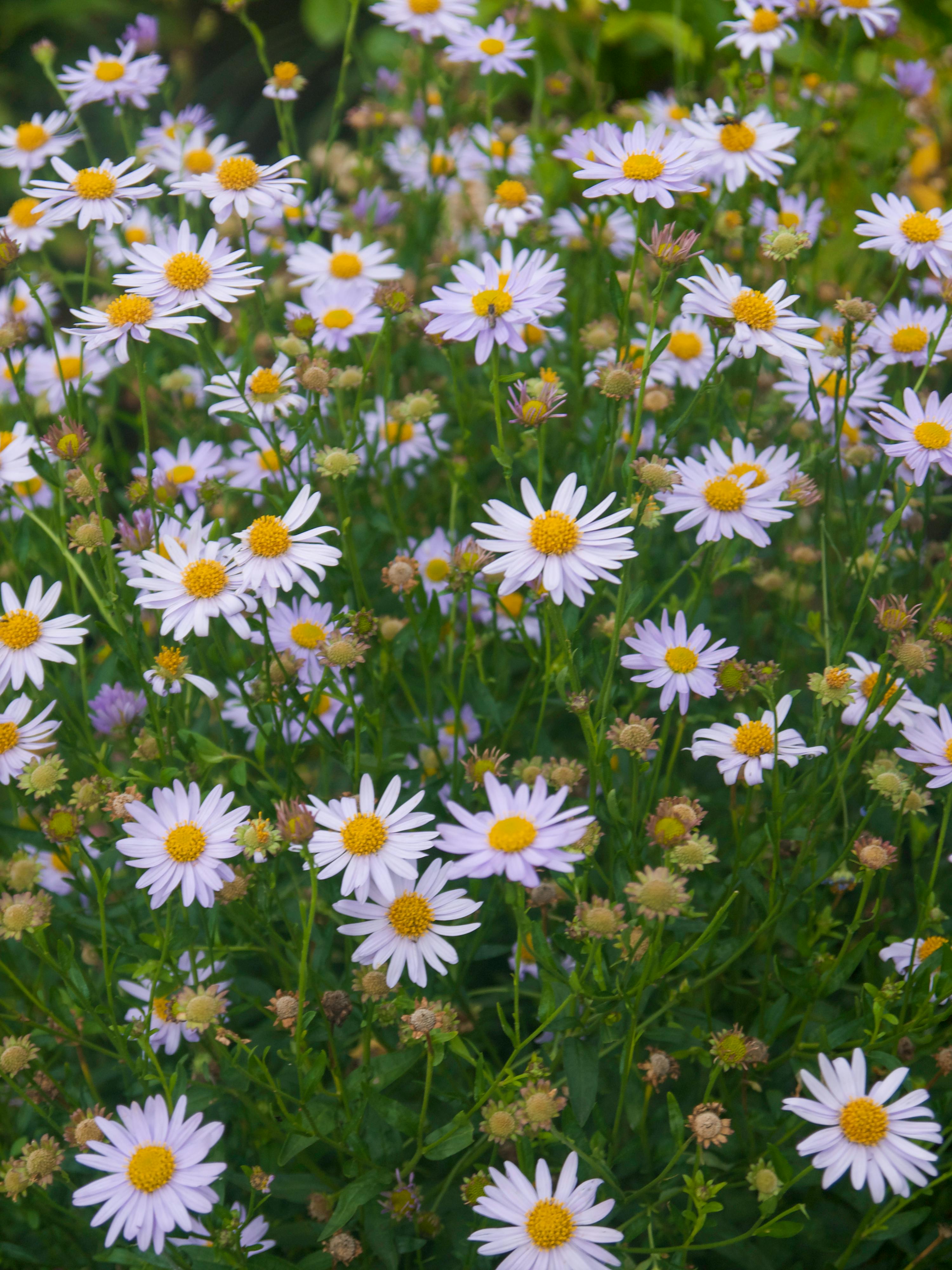A Field of Kalimeris Indica in Close-up Photography · Free Stock Photo