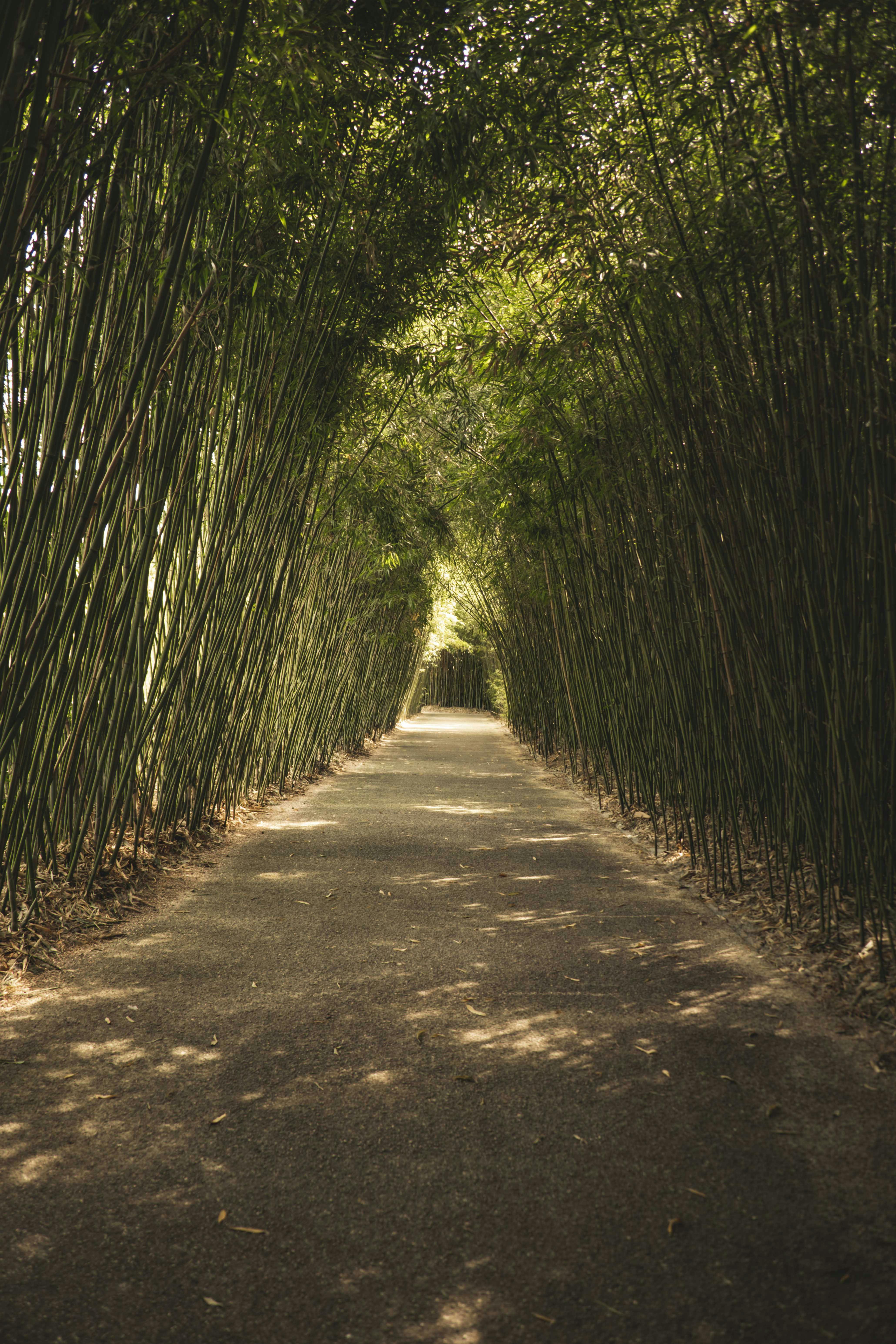 Pathway Between Bamboo Trees · Free Stock Photo