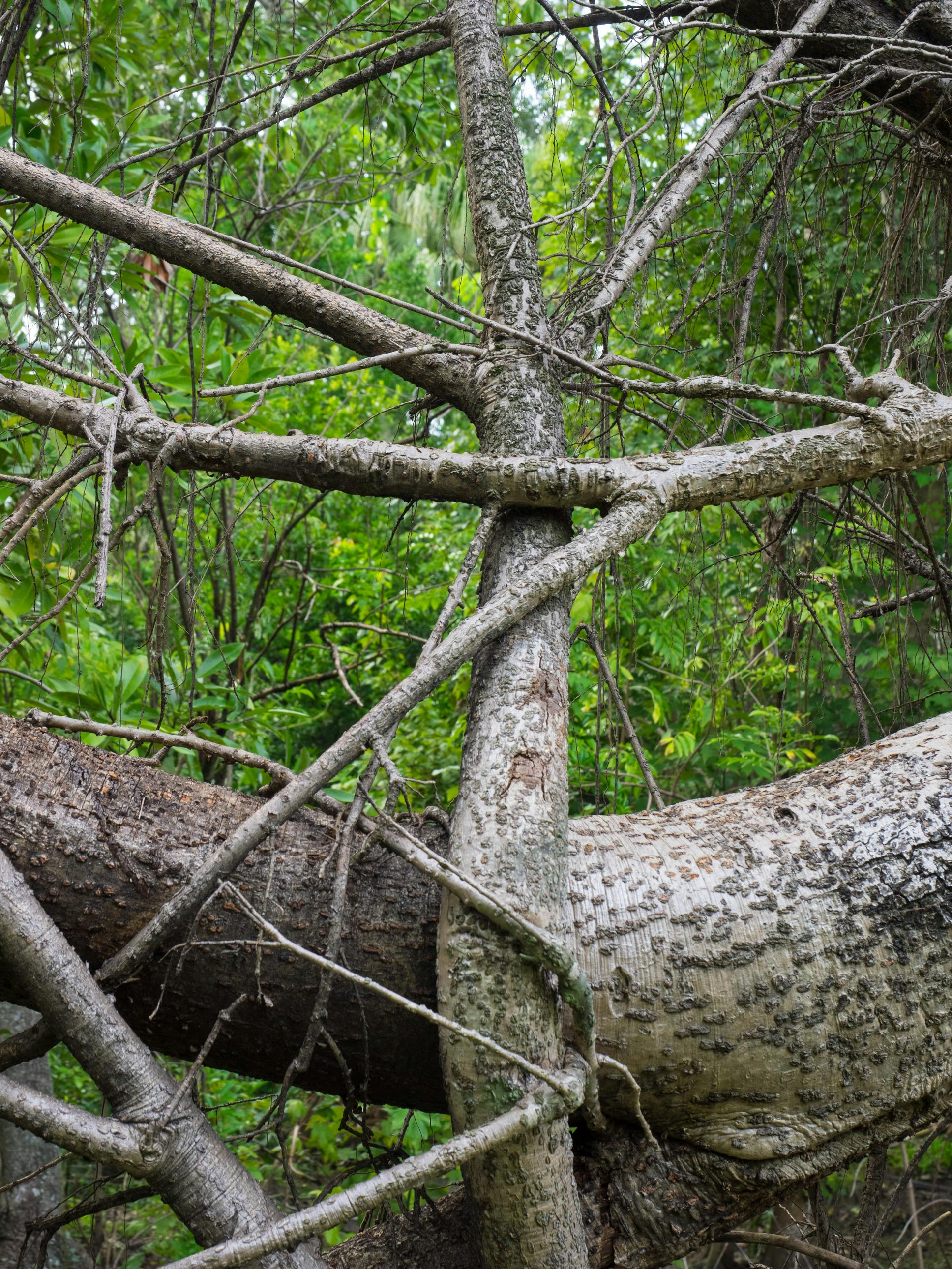 A Close-Up Shot of Tree Branches · Free Stock Photo