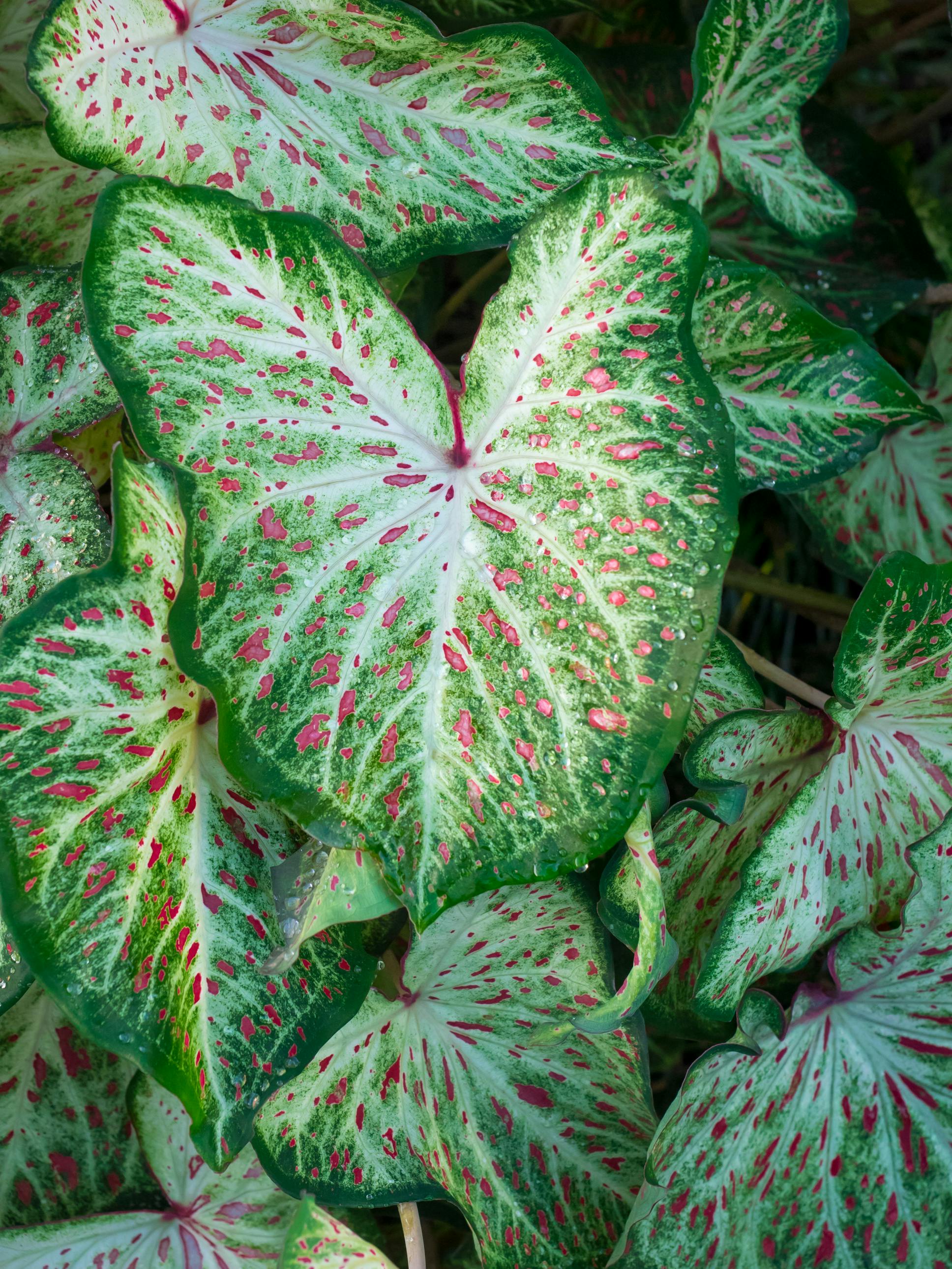 Caladium Leaves Photos, Download The BEST Free Caladium Leaves Stock ...