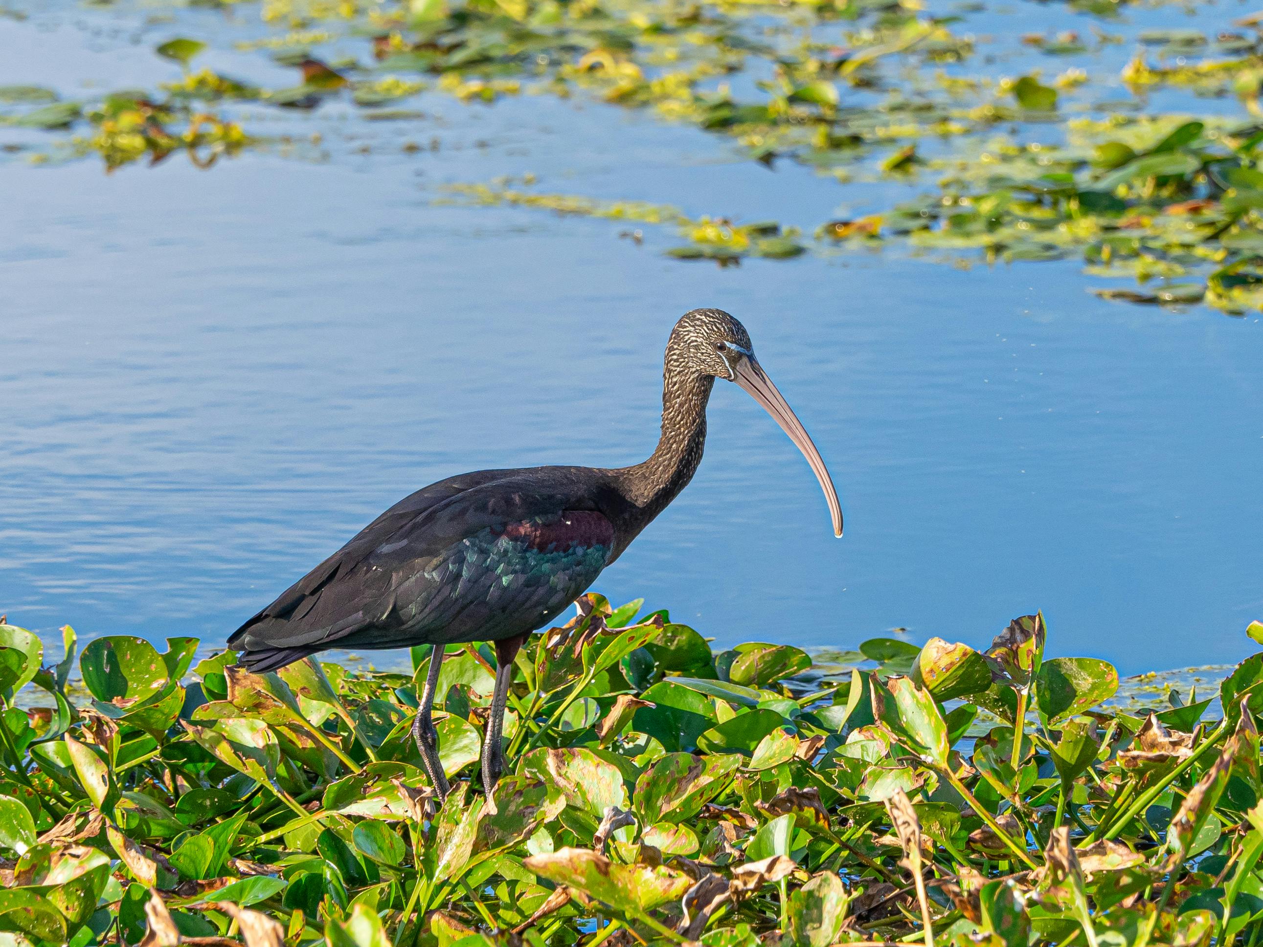A Close-Up Shot of a Glossy Ibis · Free Stock Photo