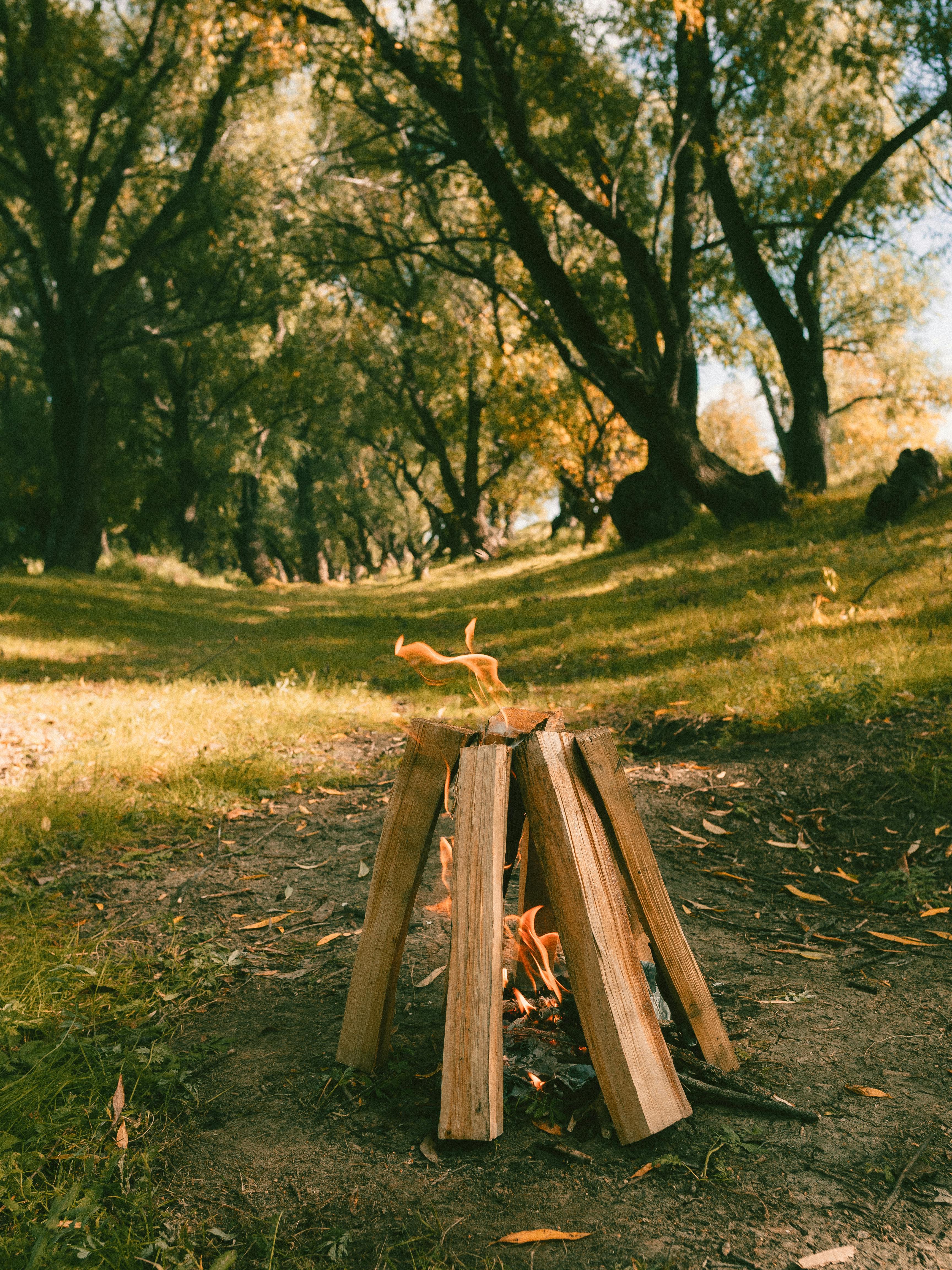 A Bonfire in the Middle of the Forest · Free Stock Photo