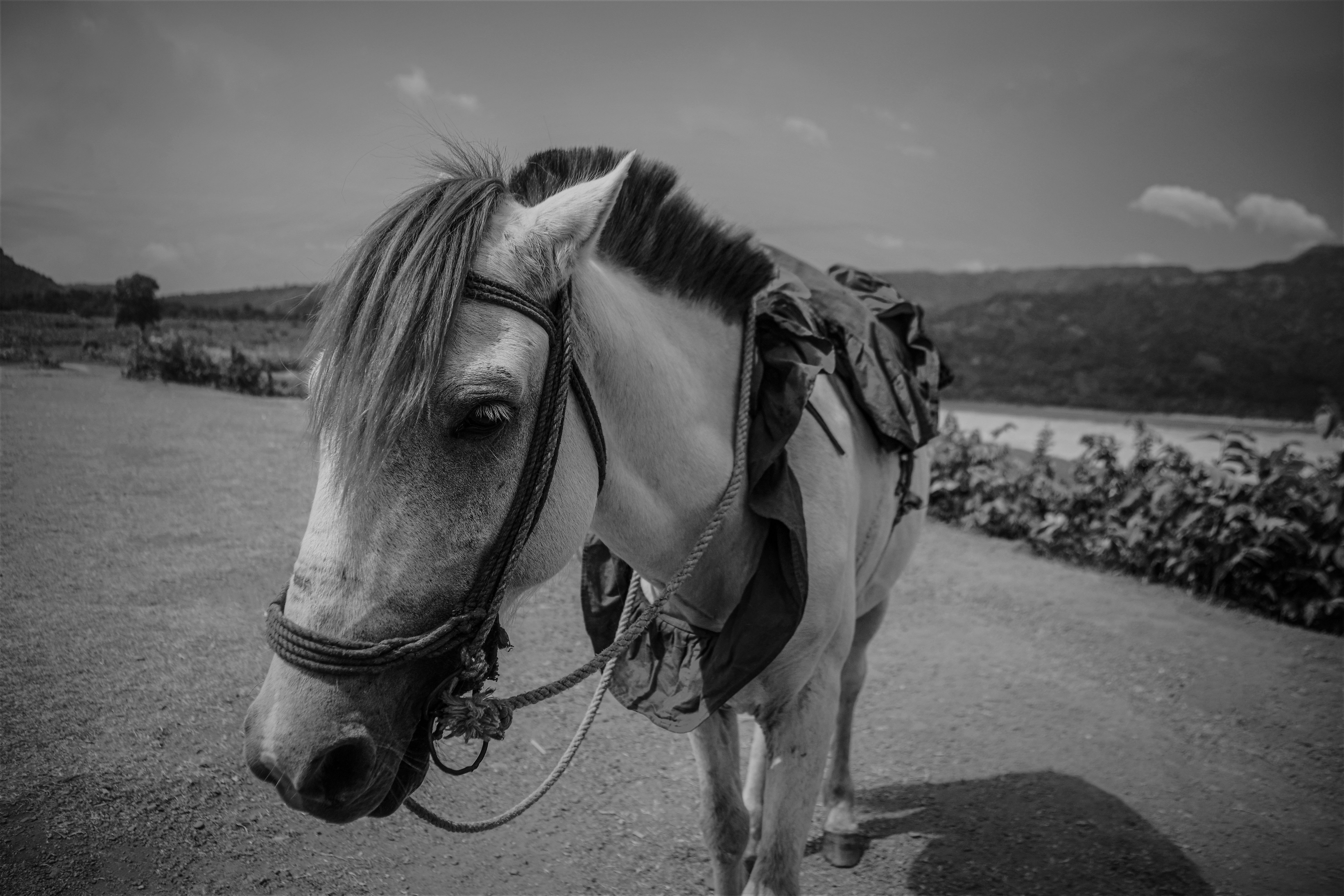 A Grayscale Photo of a Horse on a Grassland · Free Stock Photo