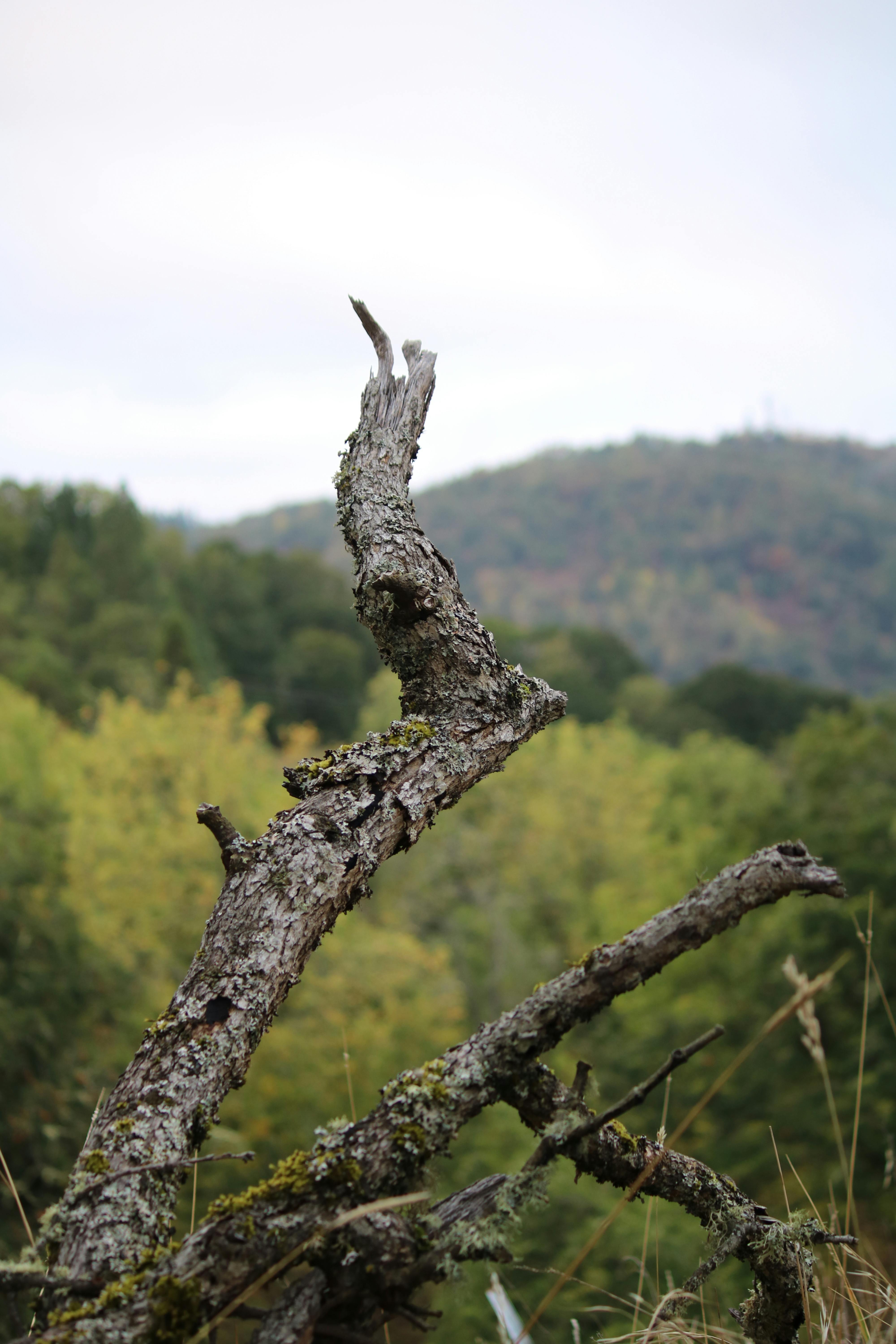 Close-up Shot of a Tree Branch · Free Stock Photo