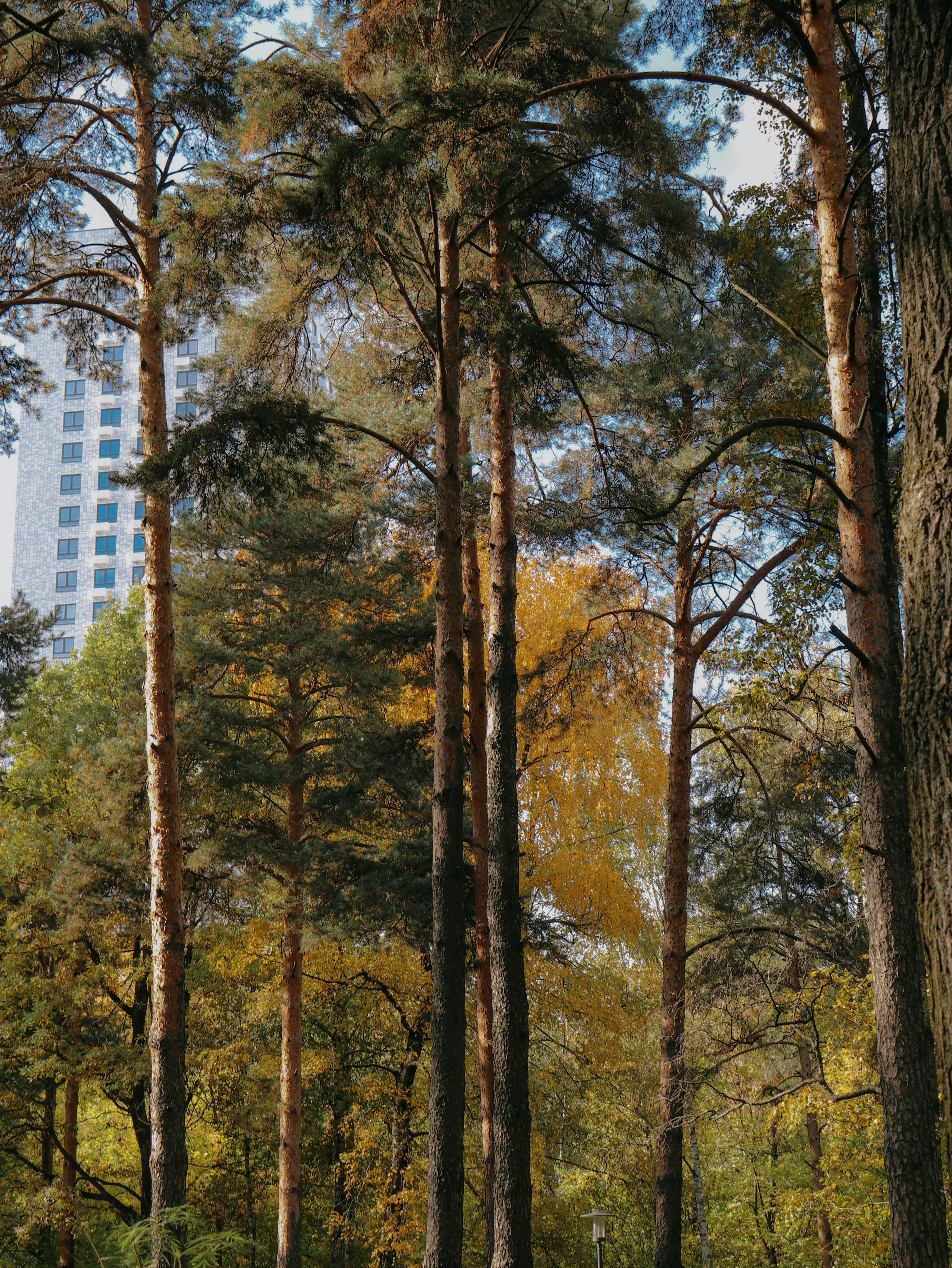 Thin Trees Photos, Download The BEST Free Thin Trees Stock Photos & HD ...