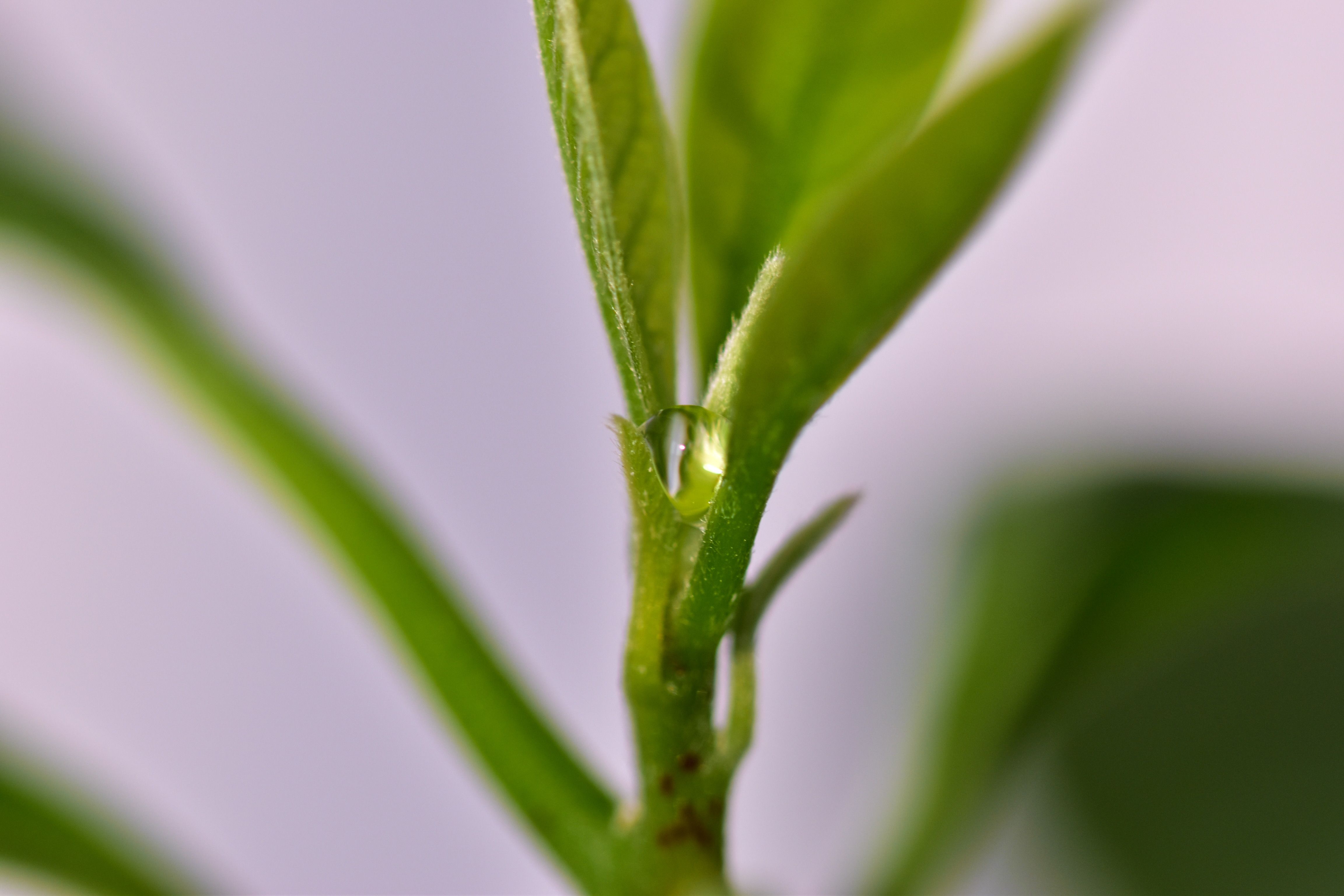 Green Leaf in Macro Shot Photography · Free Stock Photo