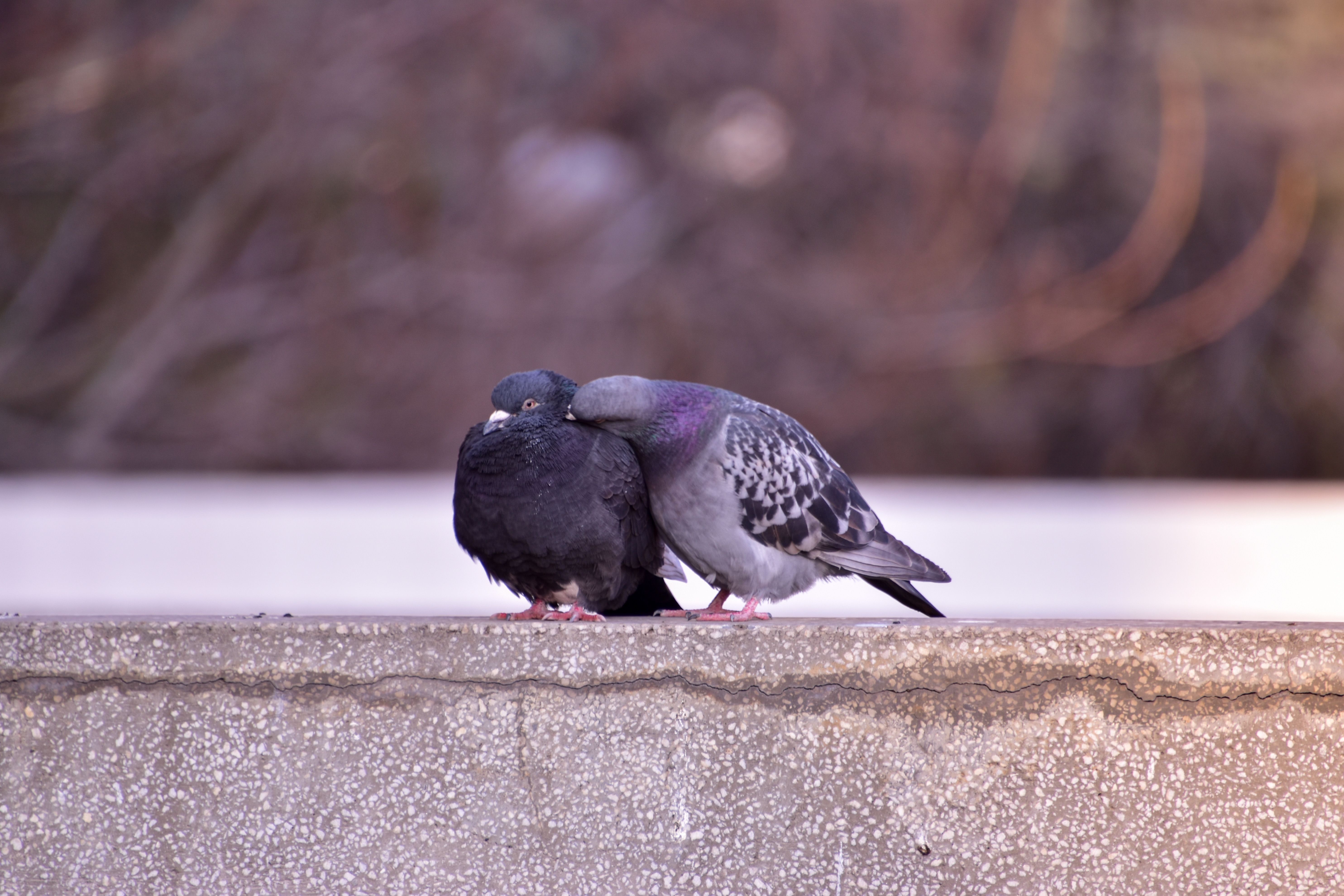 Feral Pigeon in Blurred Background · Free Stock Photo