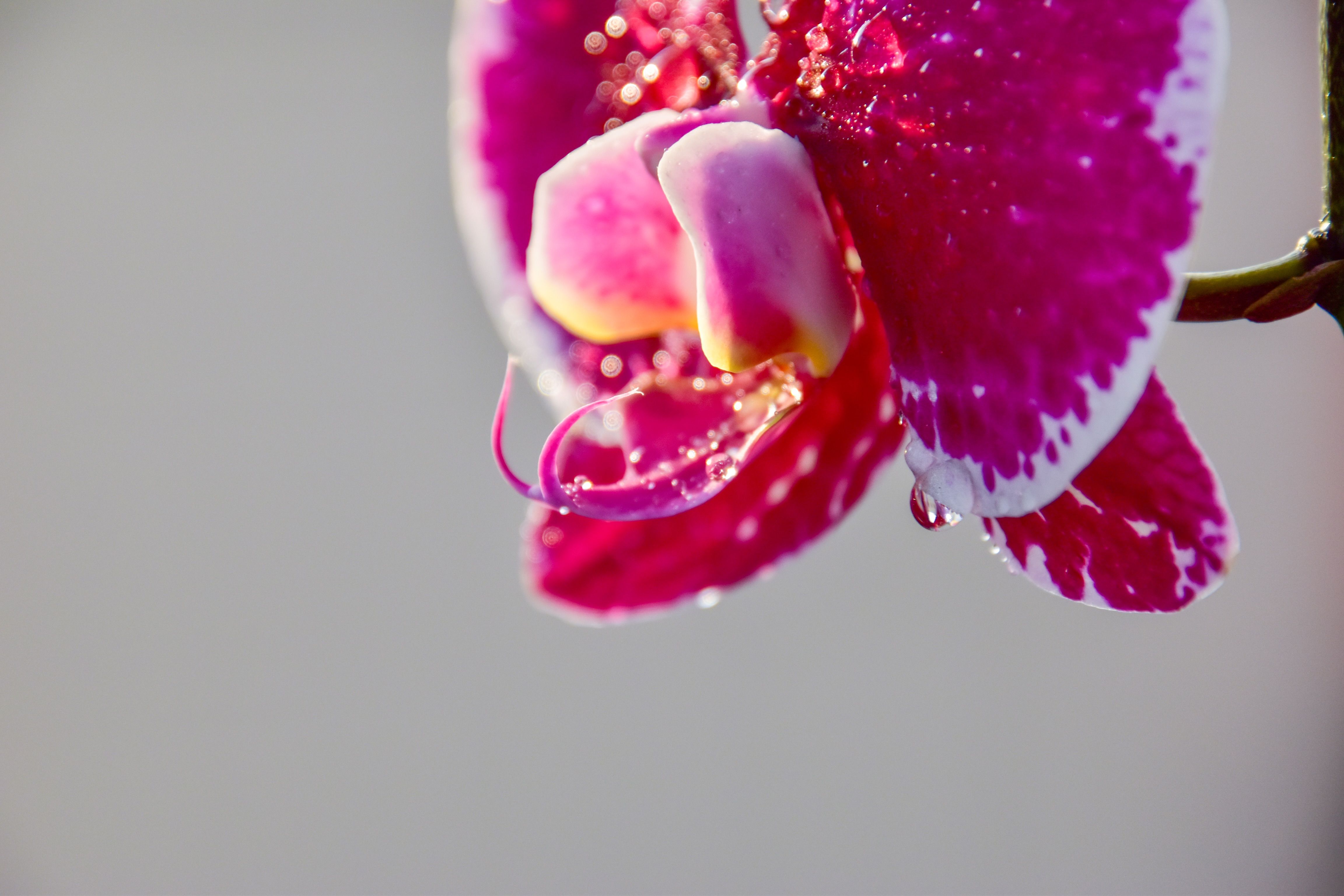 Close Up Photo of a Wet Flower · Free Stock Photo