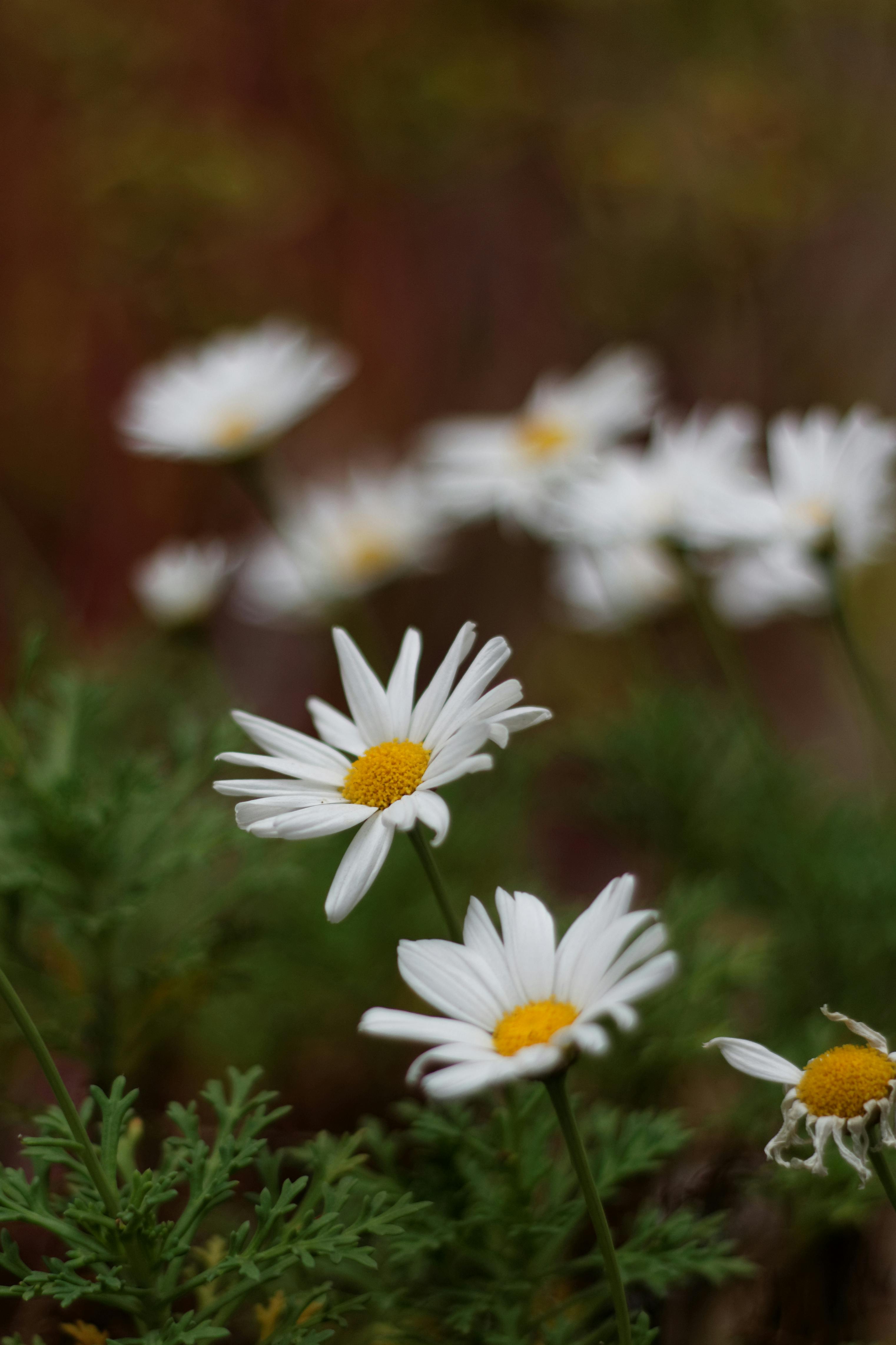 Lone Daisy in Dark · Free Stock Photo