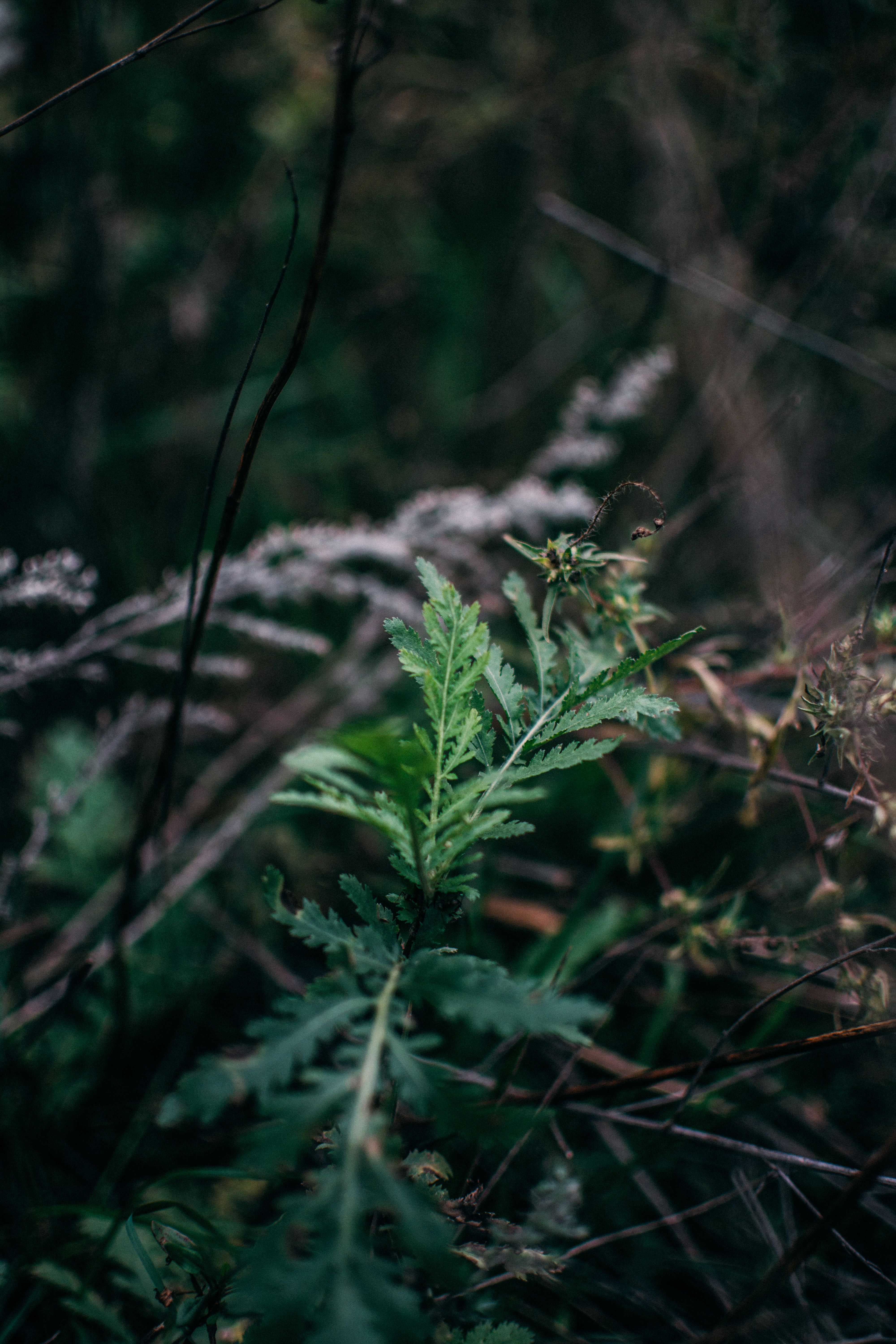 Plant in Water in Forest · Free Stock Photo