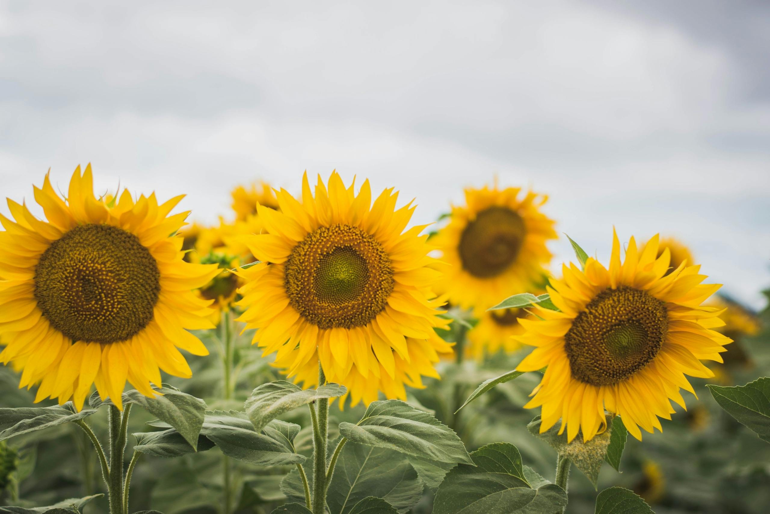 Sunflower · Free Stock Photo