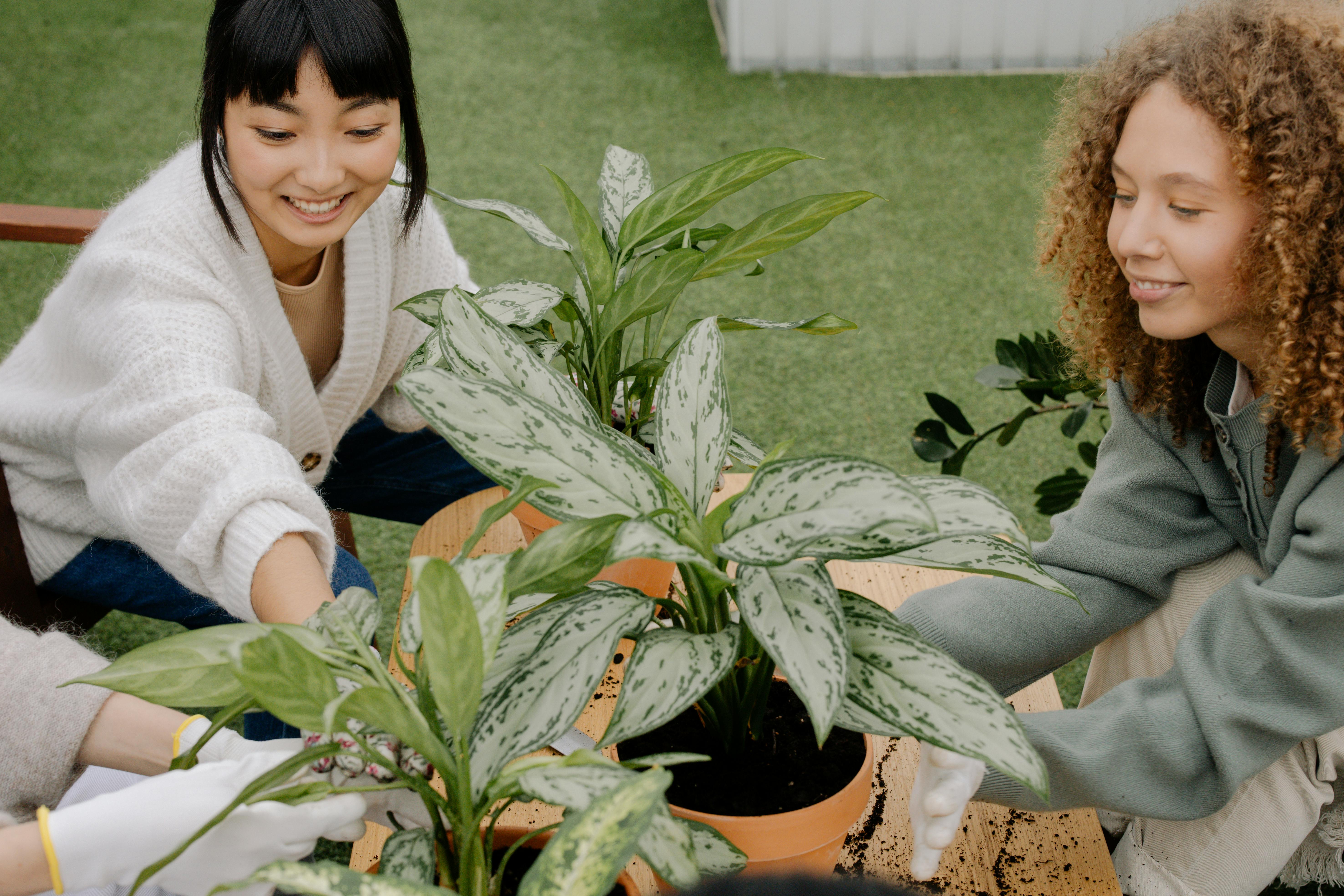 Women Planting Together · Free Stock Photo