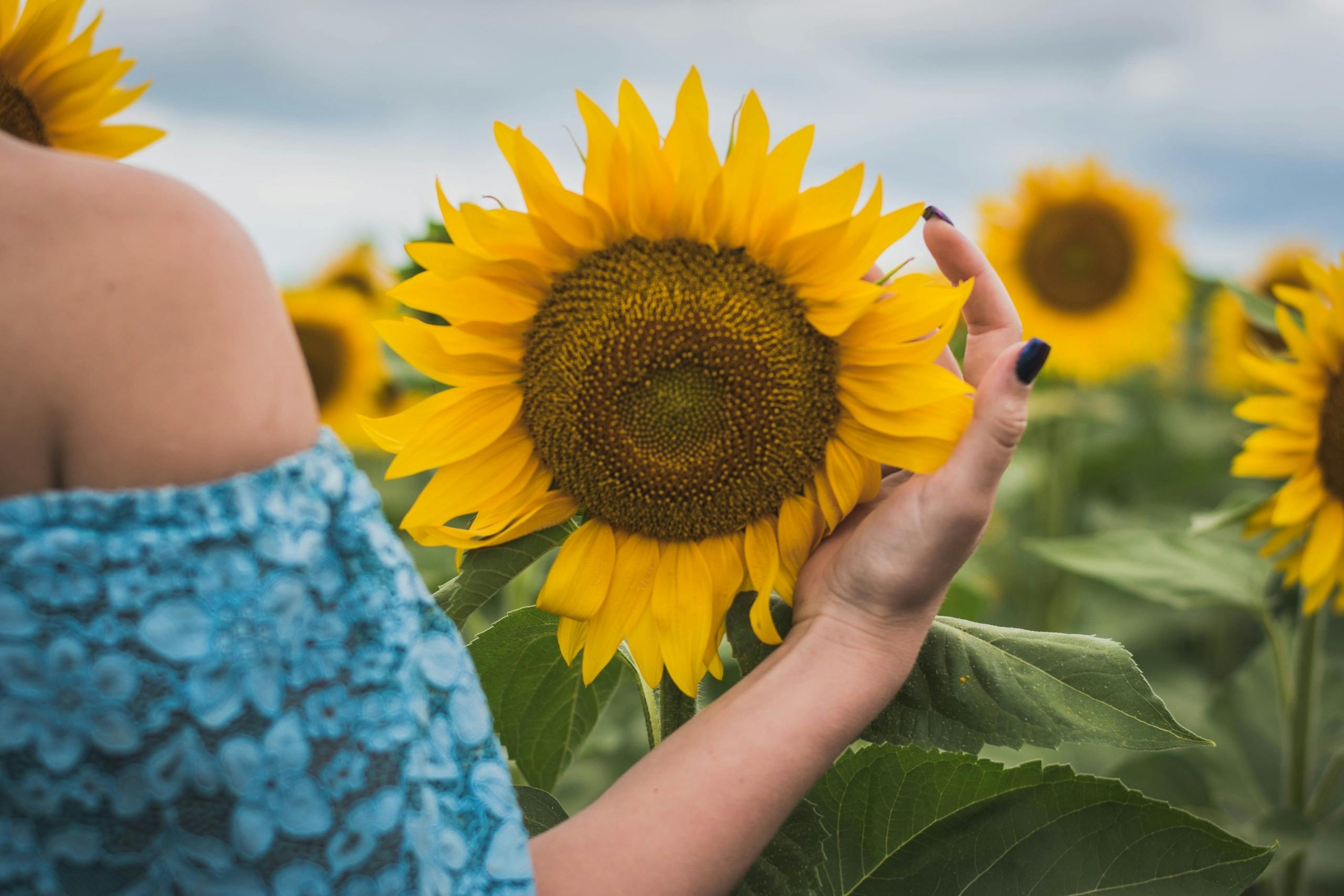 Person Holding Sunflower · Free Stock Photo