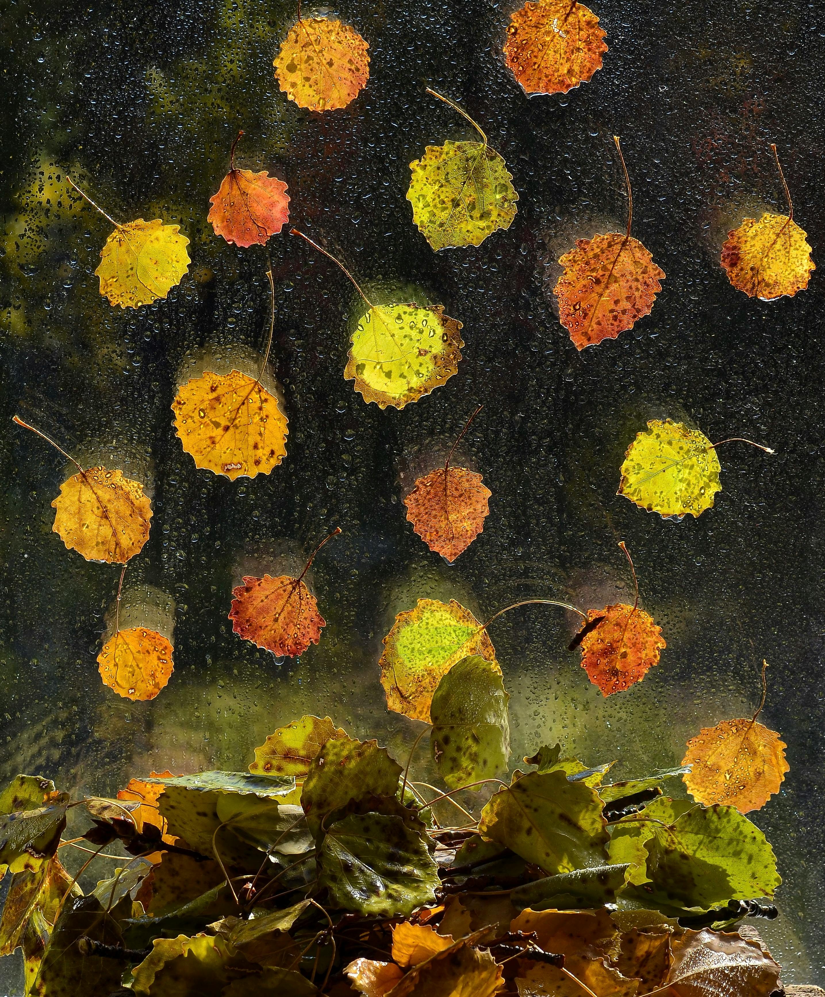 Leaves Sticking on a Glass Window · Free Stock Photo