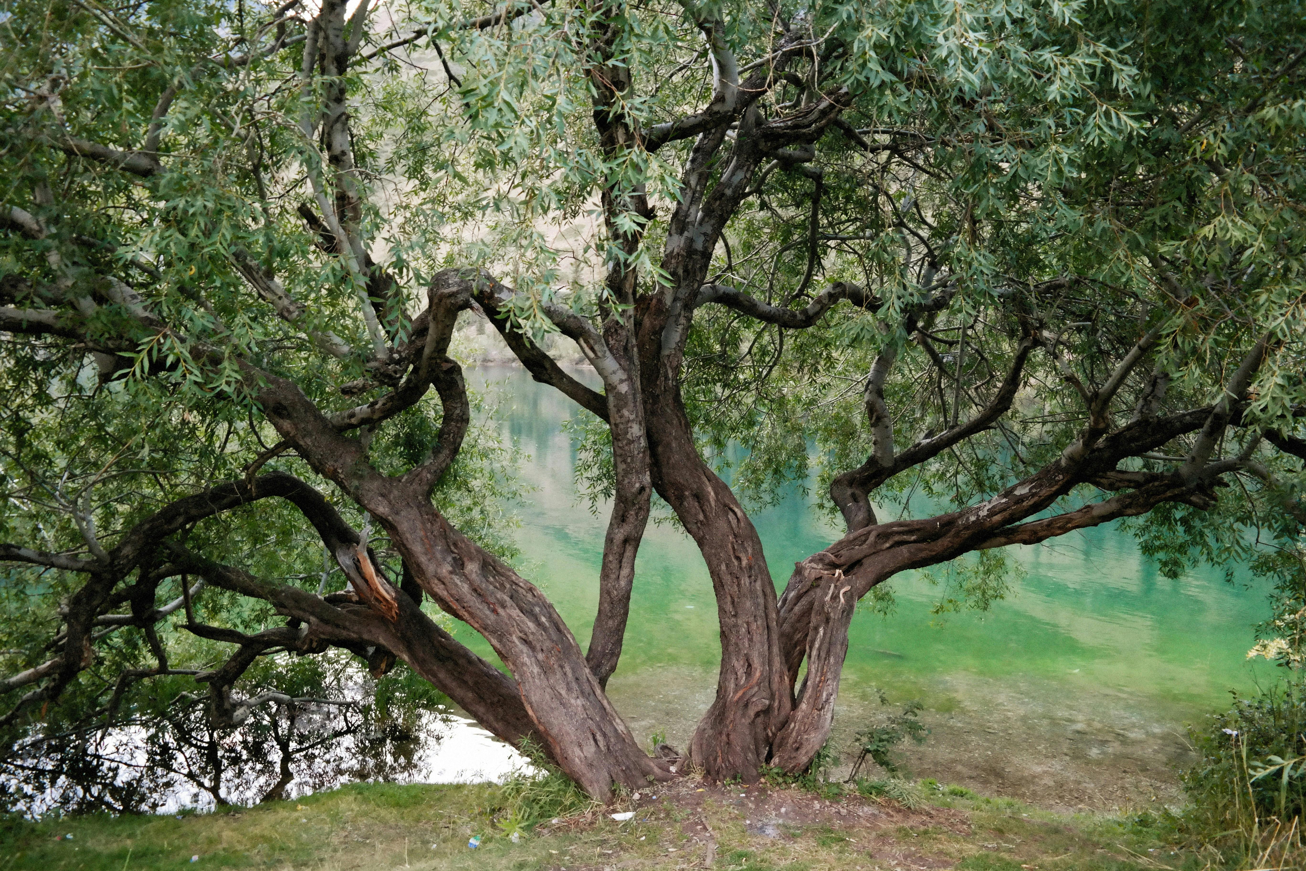 Willow in Countryside · Free Stock Photo