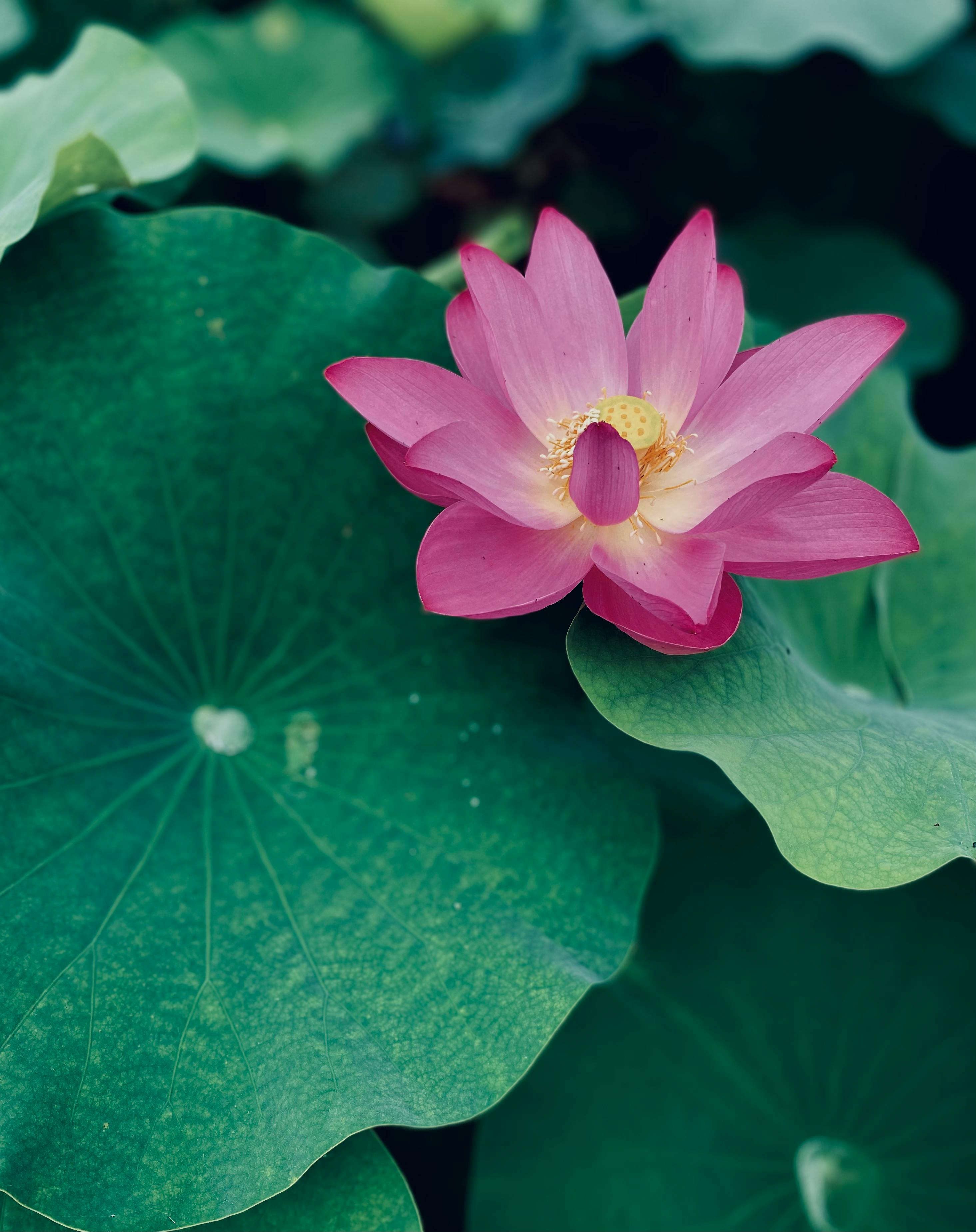 Green Lotus Flower
