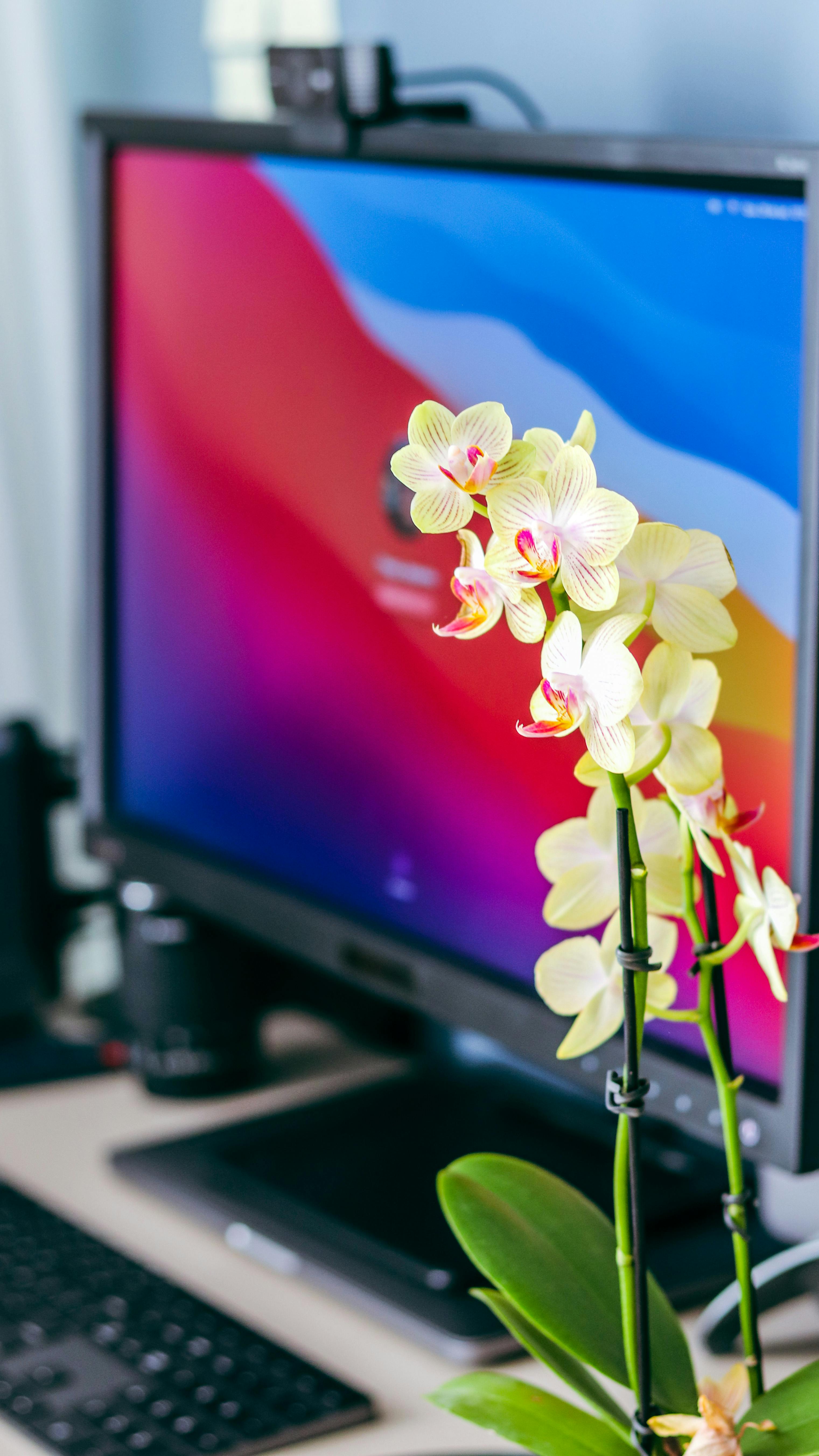 Yellow and Pink Flower Near Desk Top computer · Free Stock Photo