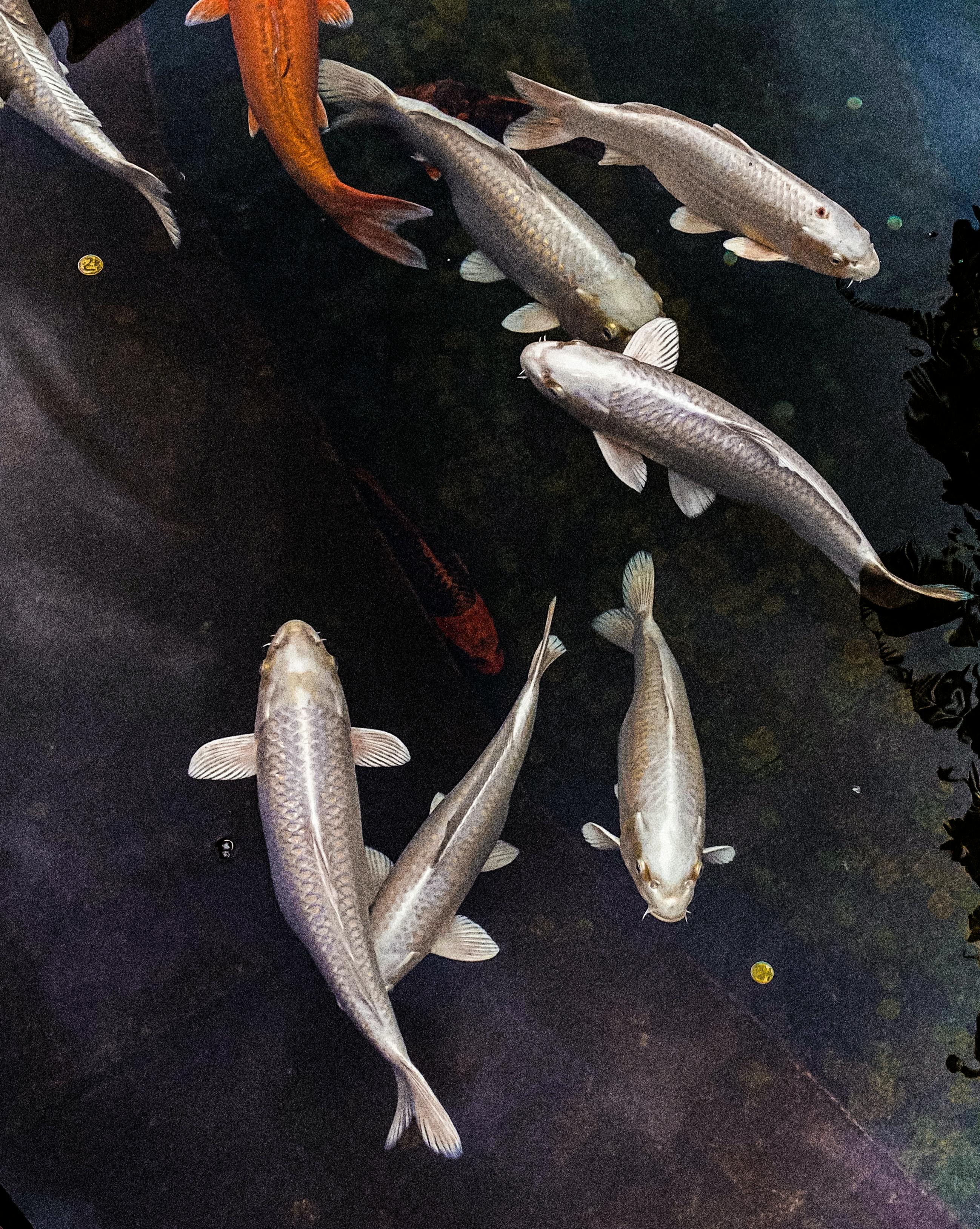 30+ Best Free Pike Stock Photos & Images · 100% Royalty-Free HD Downloads