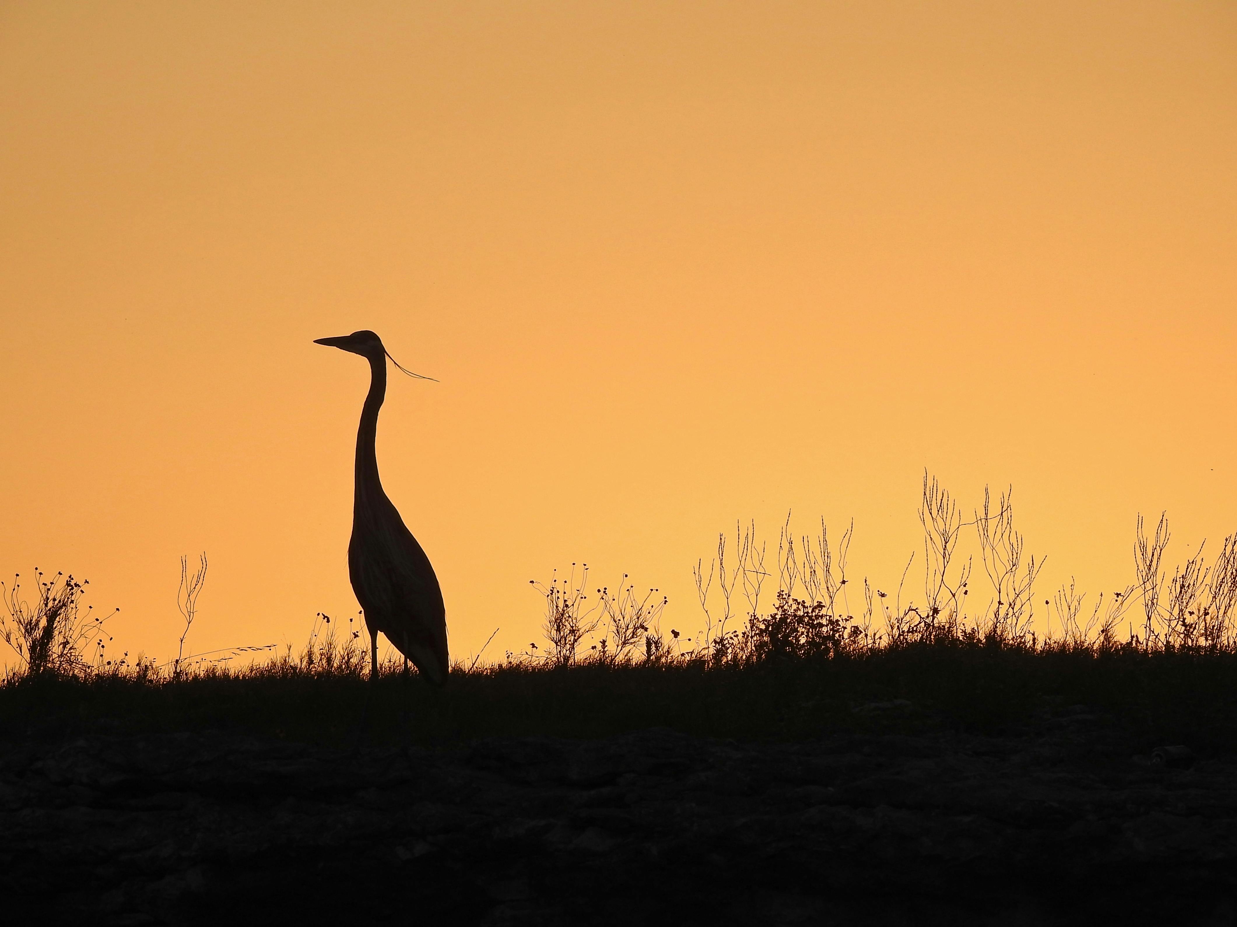Heron At Sunset Photos, Download The BEST Free Heron At Sunset Stock ...
